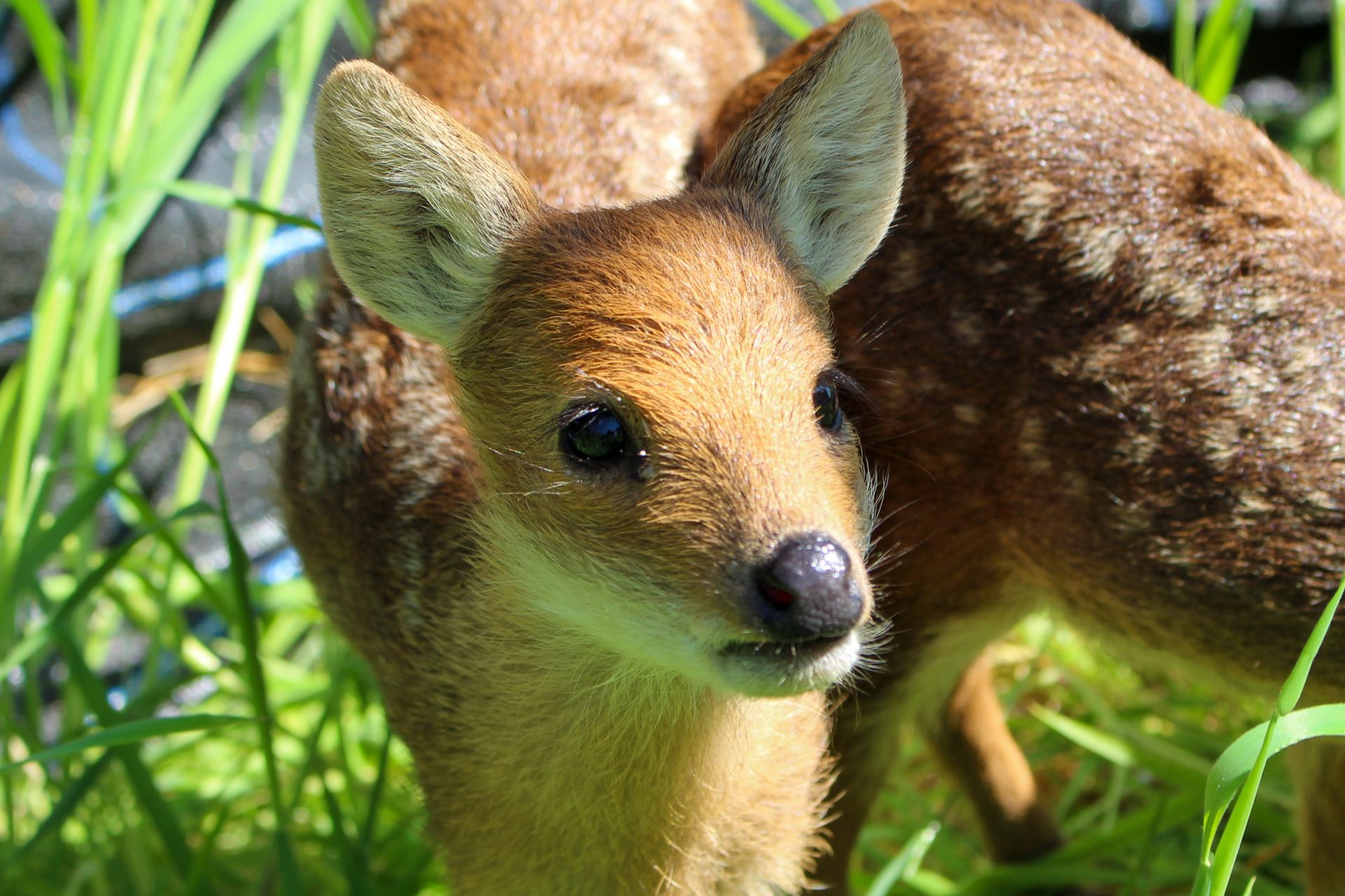 Tiny vampire deer – weighing the same as can of Coke – hand-reared by ...