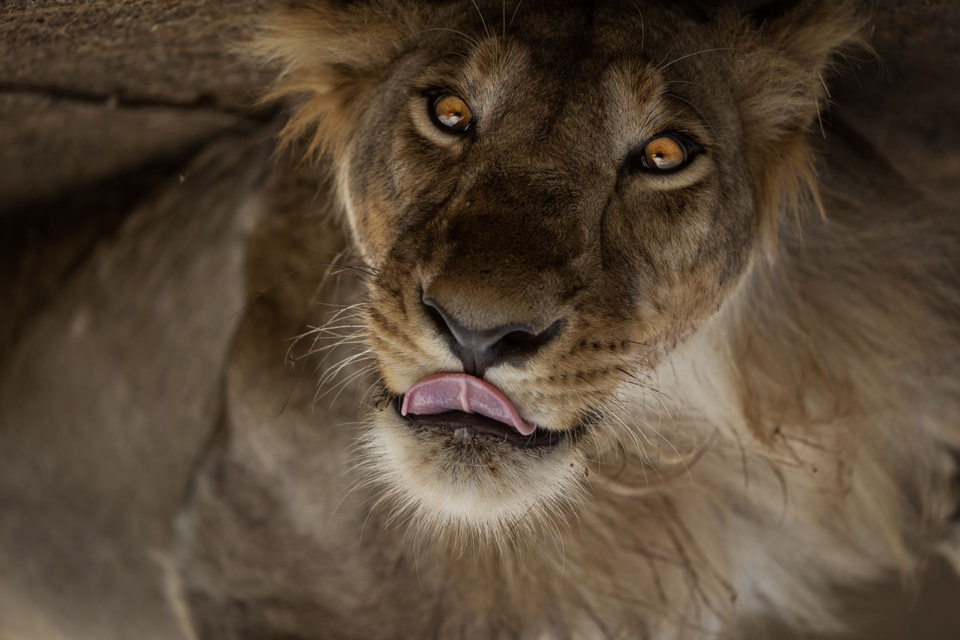 Hilarious pictures show cheeky lions pulling funny faces - What's The Jam