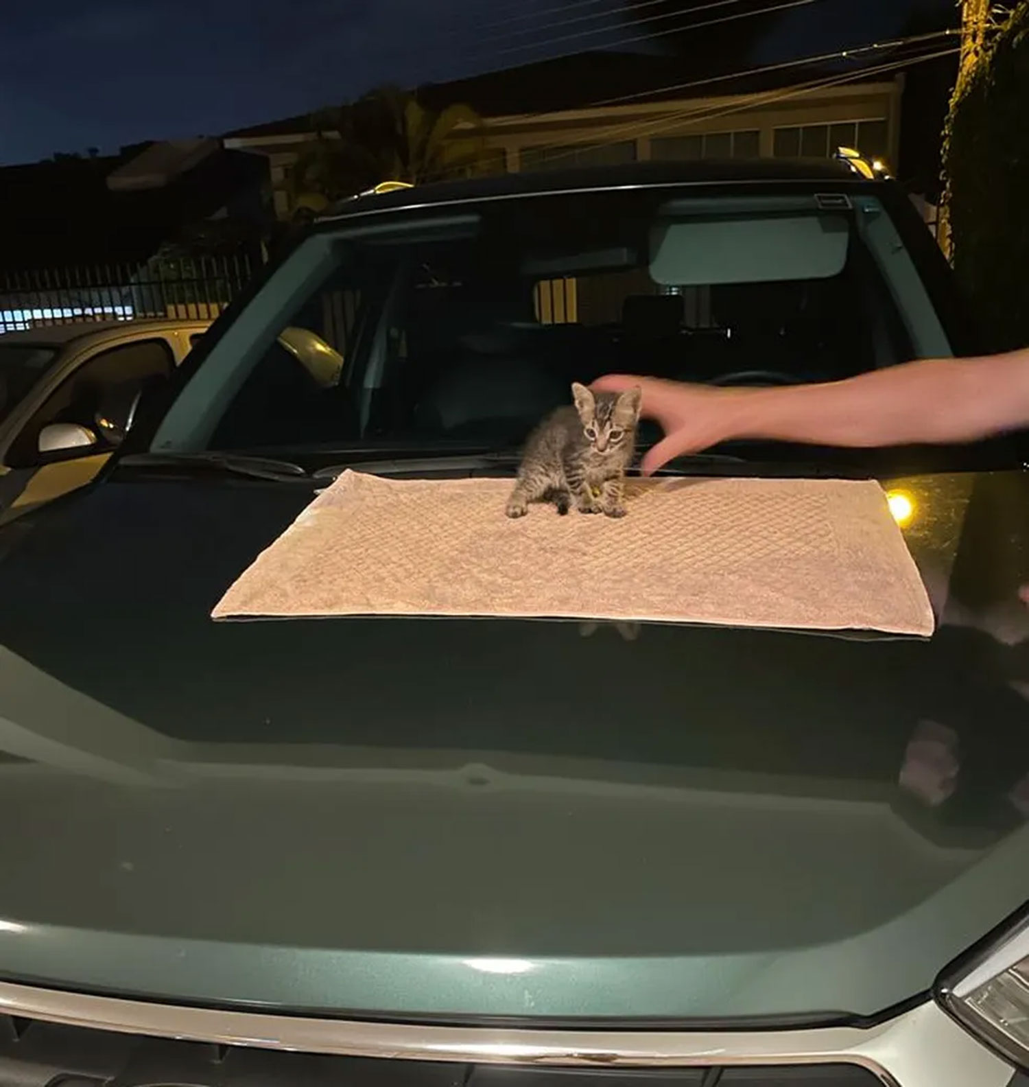 Stowaway kitten travels 175 miles after crawling under car bonnet ...