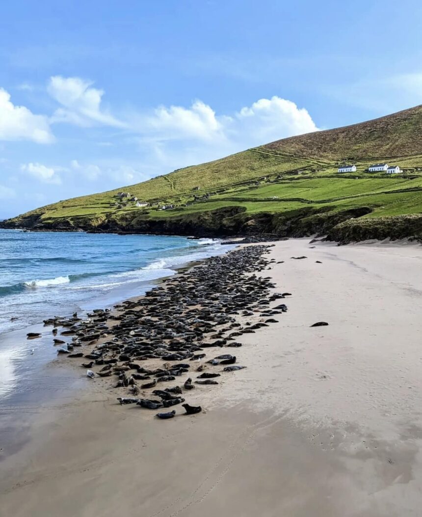 A remote island is looking to pay two people to live there this summer ...