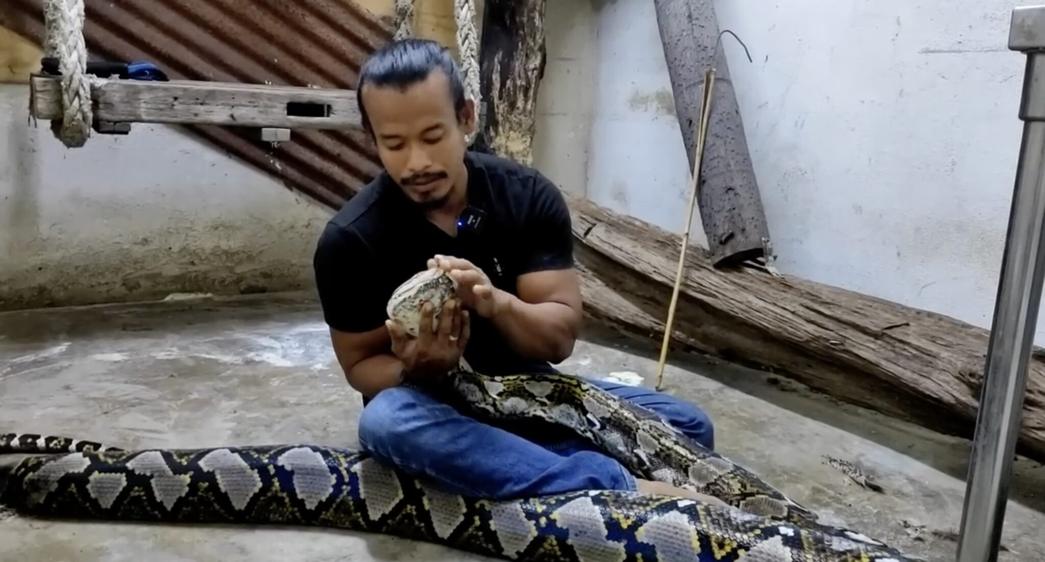 Snake lover says goodbye to beloved 38st, 23ft long python - What's The Jam