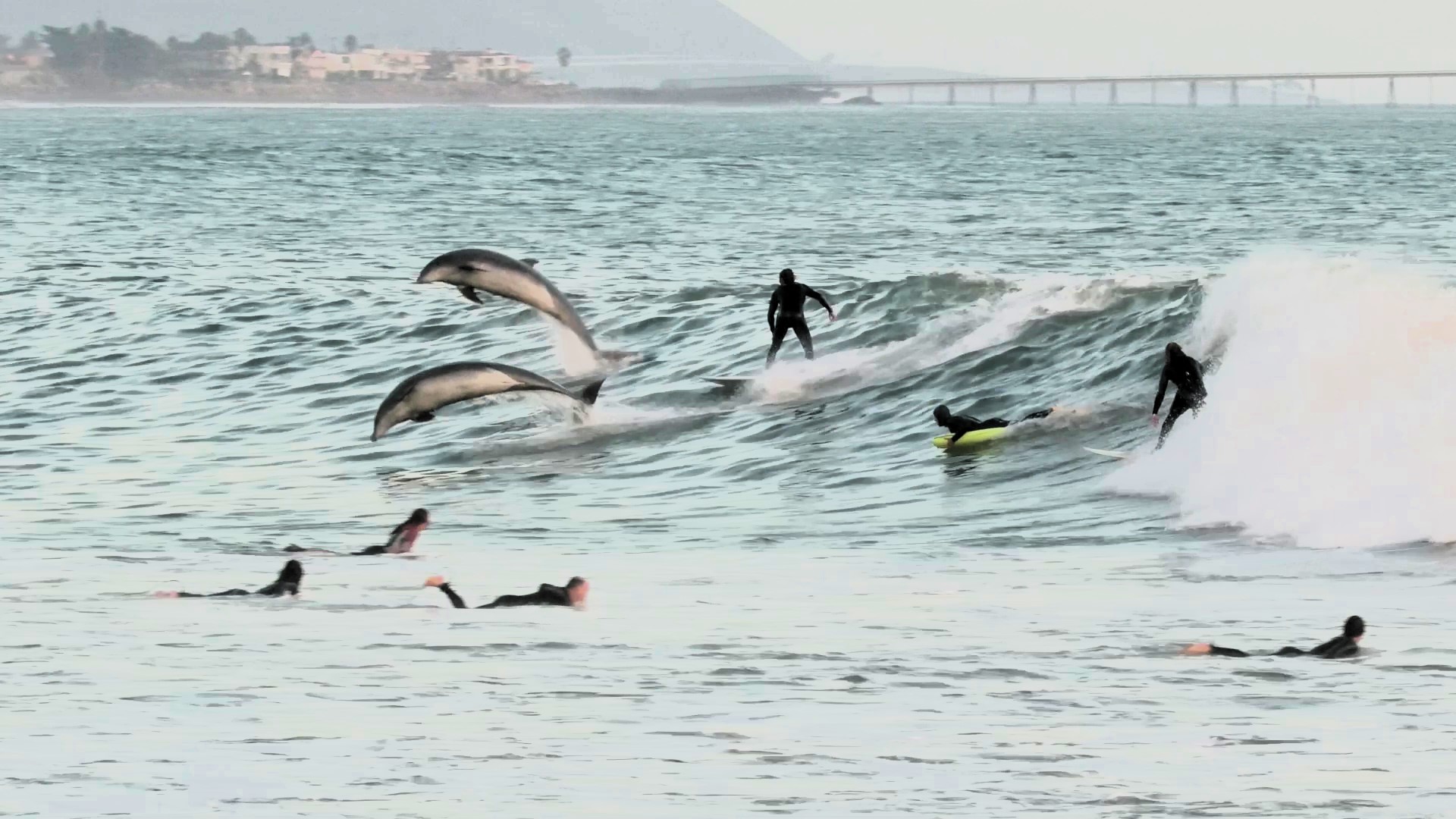 VIDEO: ‘Unbelievable’ moment pod of dolphins surfs with locals - What's ...