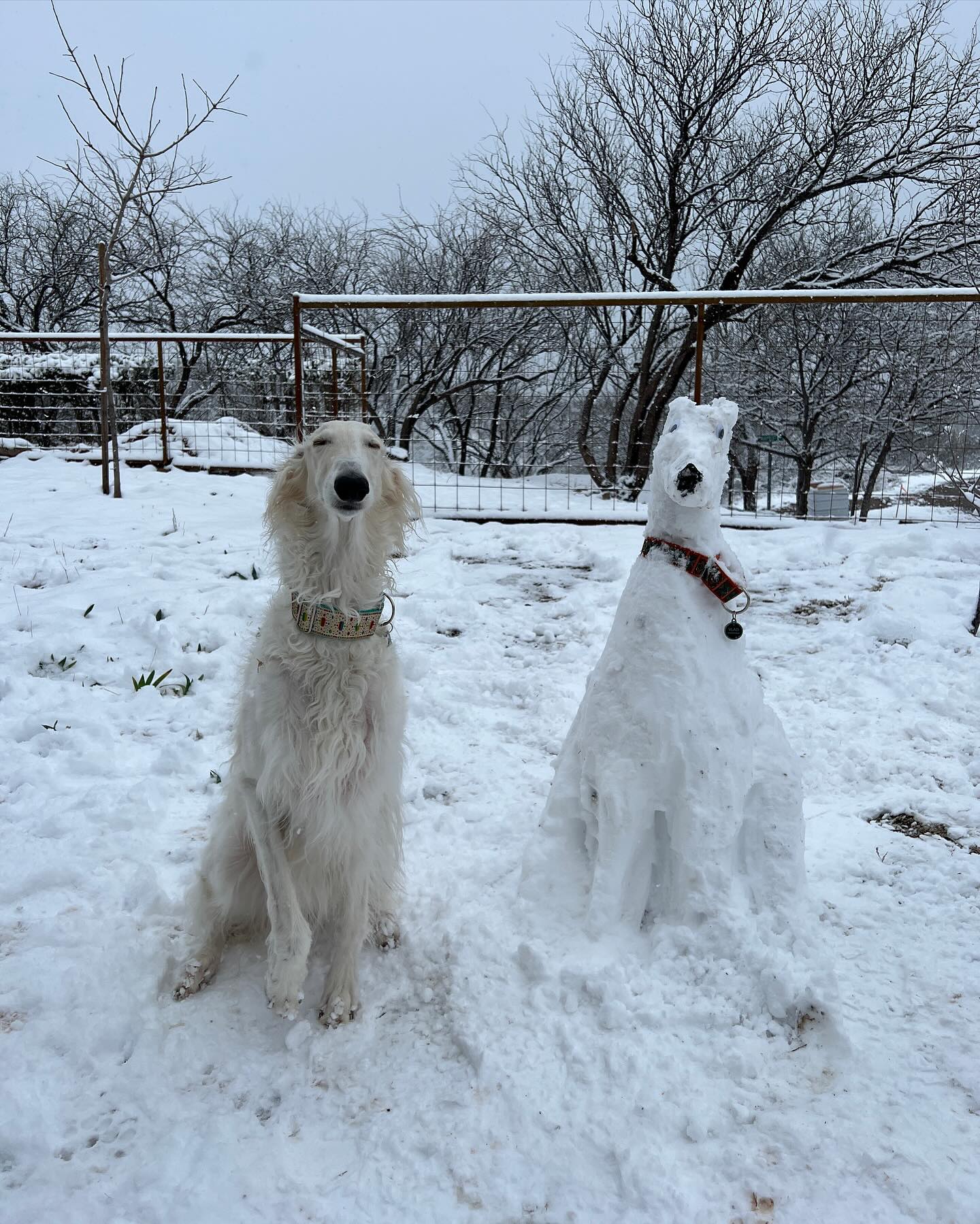 Pooch leaves internet in hysterics posing with SNOWDOG ‘twin’ - What's ...
