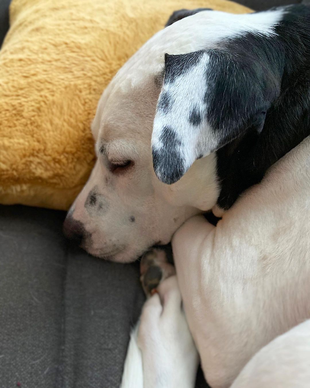 ‘Selfie dog’ born with own self-portrait on her EAR - What's The Jam