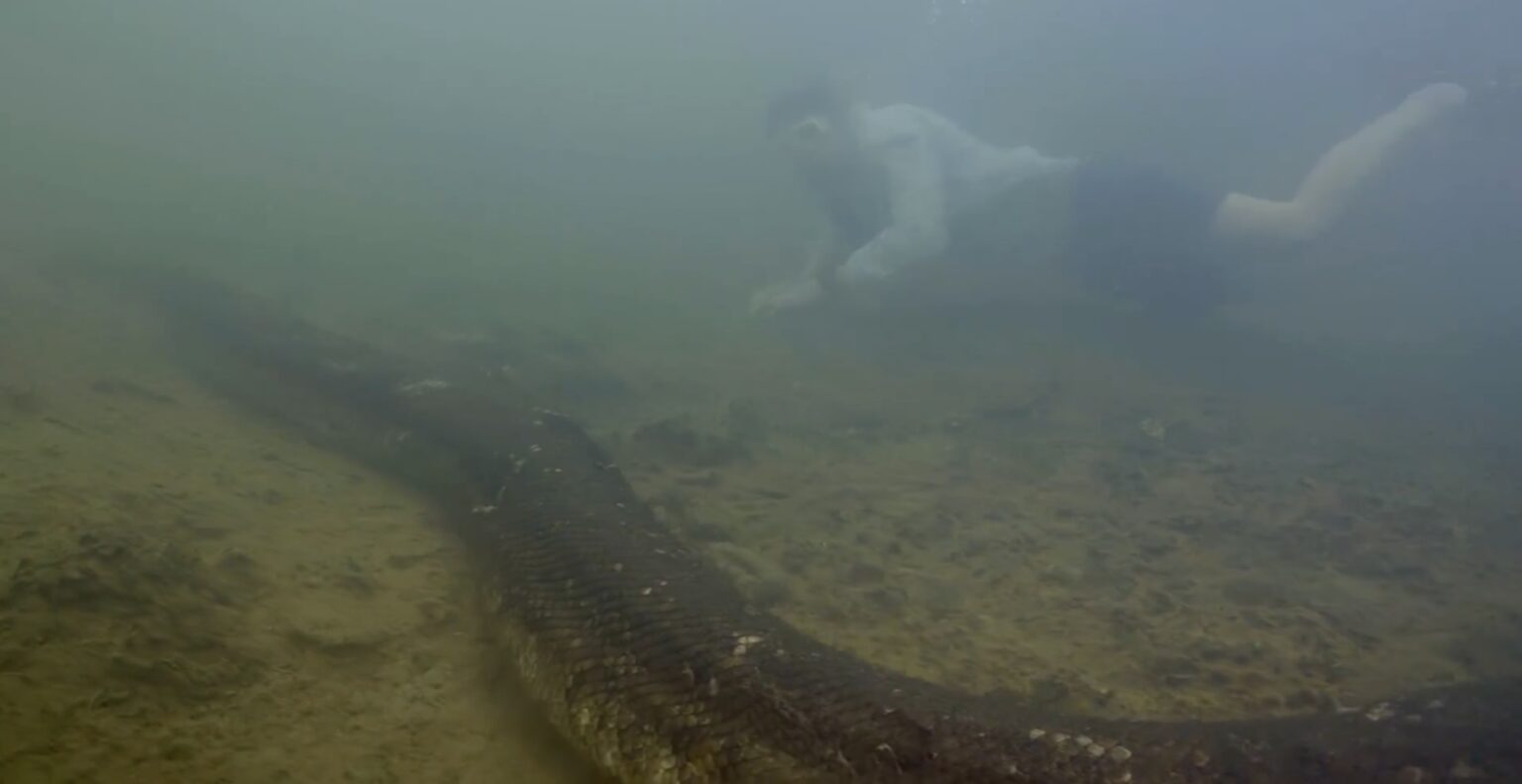 VIDEO: World’s largest snake discovered in Amazon Rainforest and is ...