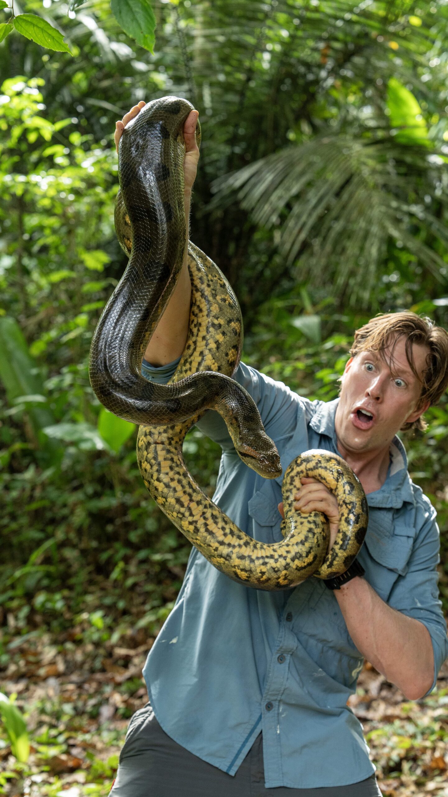 VIDEO: World’s largest snake discovered in Amazon Rainforest and is ...