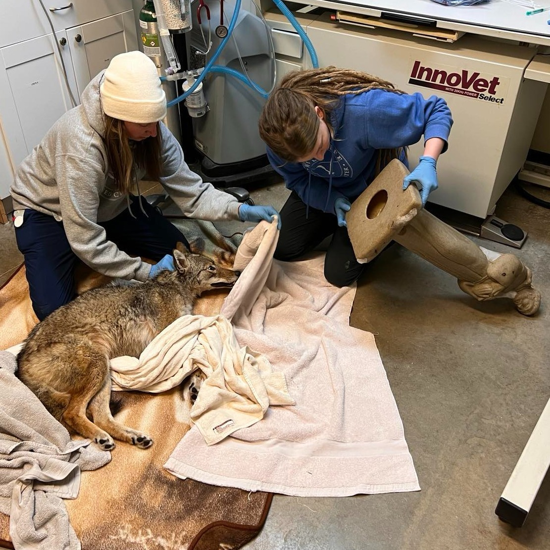 Wily coyote rescued after getting head trapped in statue - What's The Jam