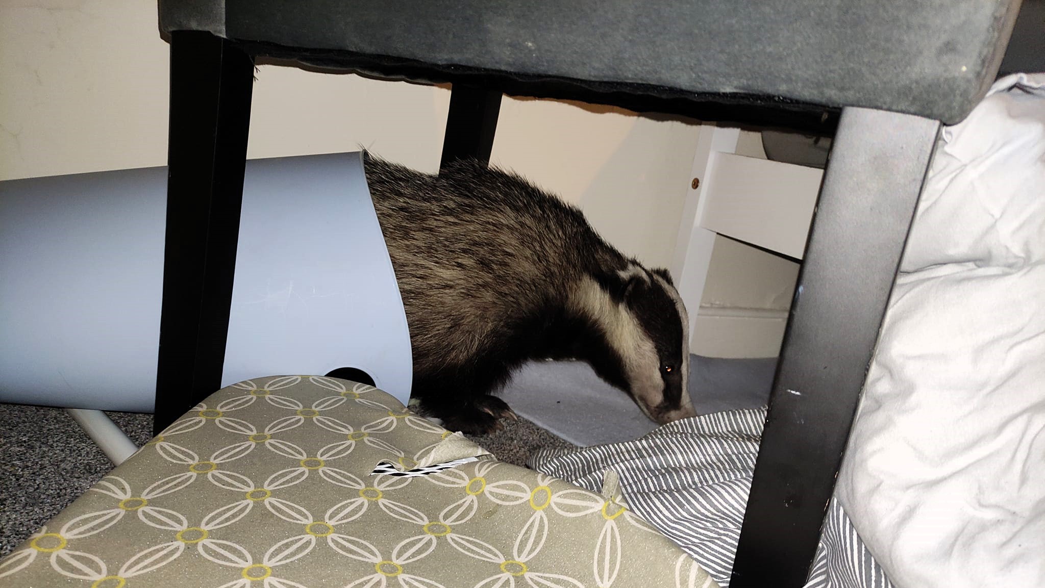 Woman returns home thinking home’s been burgled but it was actually ...