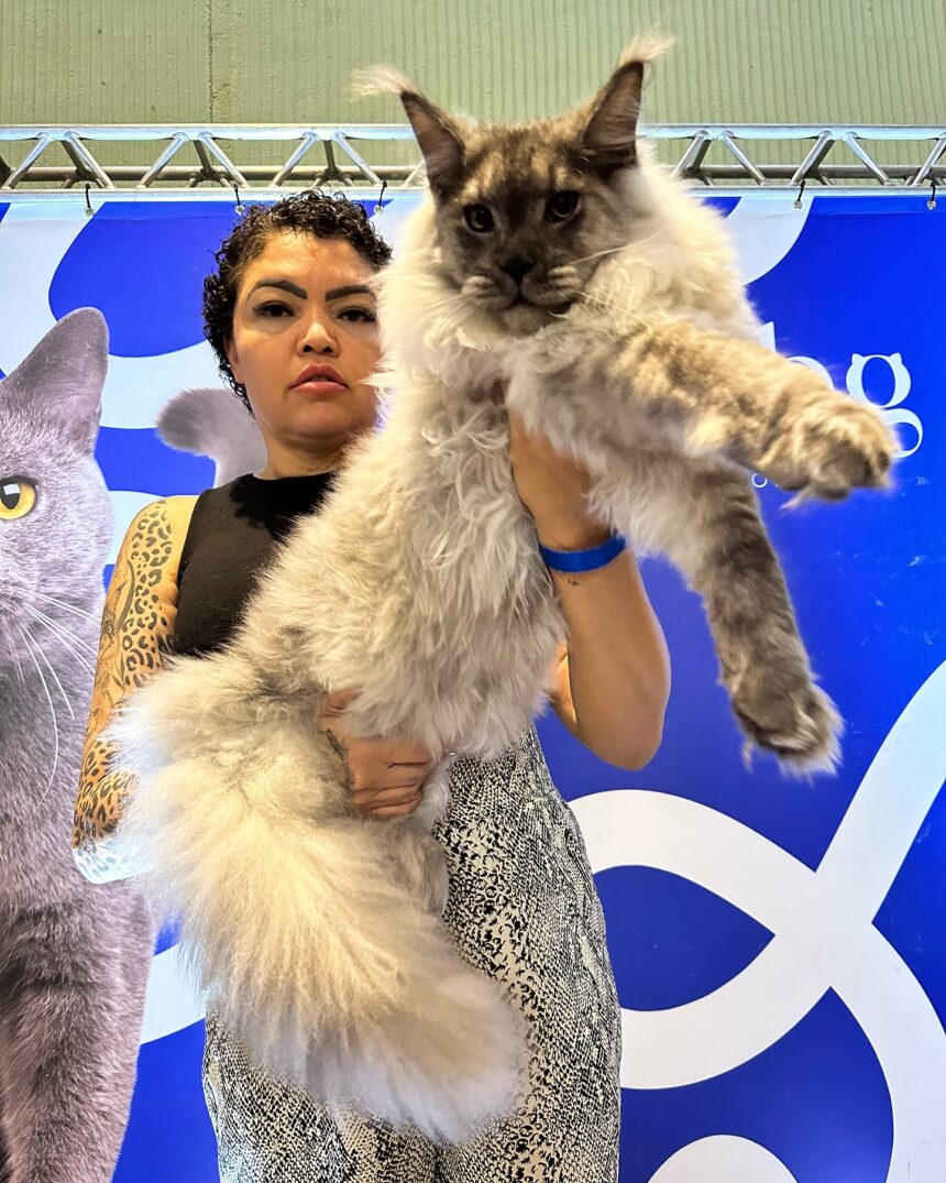 Couple show off HUGE pet cat that’s 1.3m long and weighs over 10kg ...