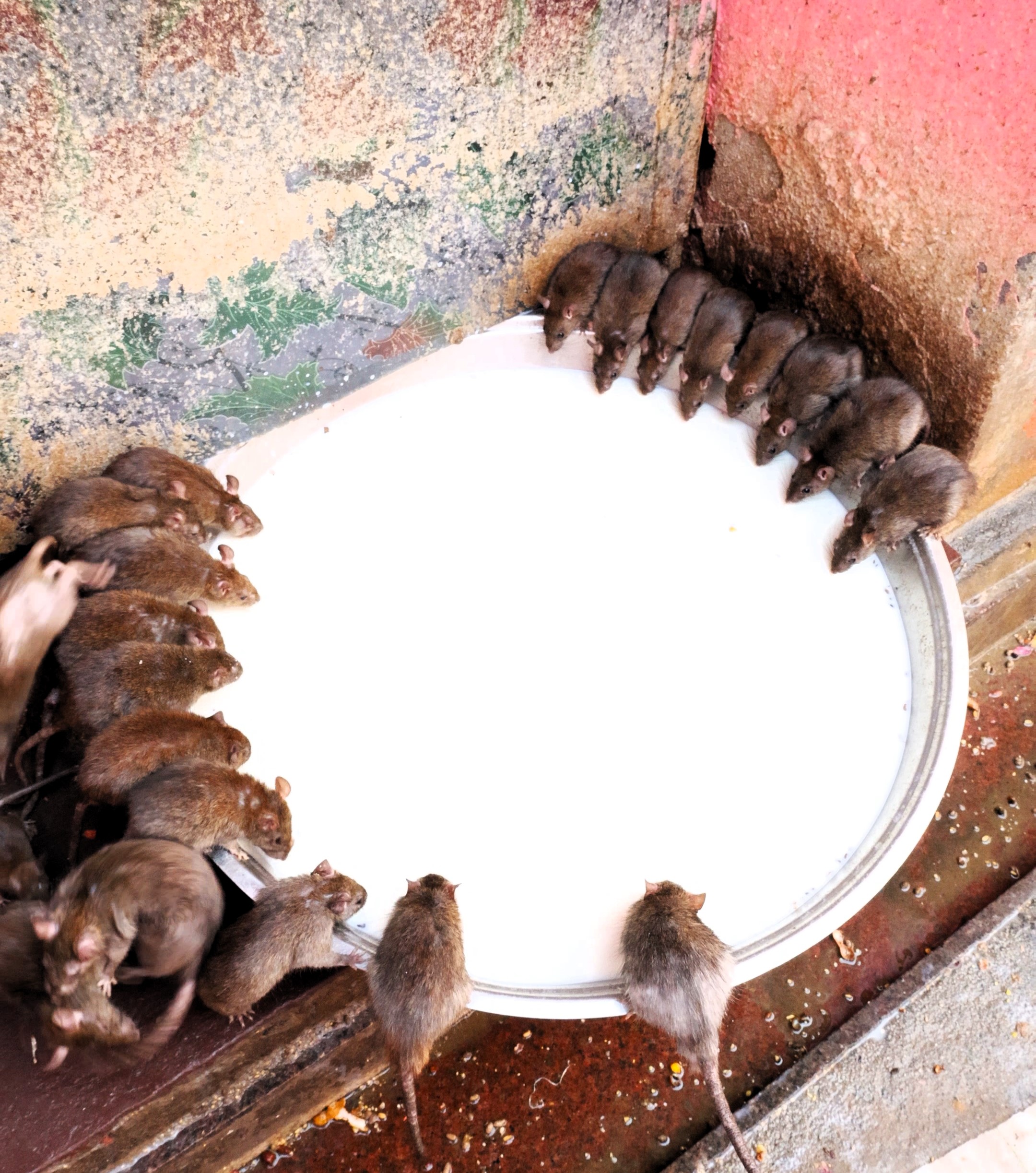 VIDEO: Temple where 20,000 rats run free is not for faint of heart - What's The Jam