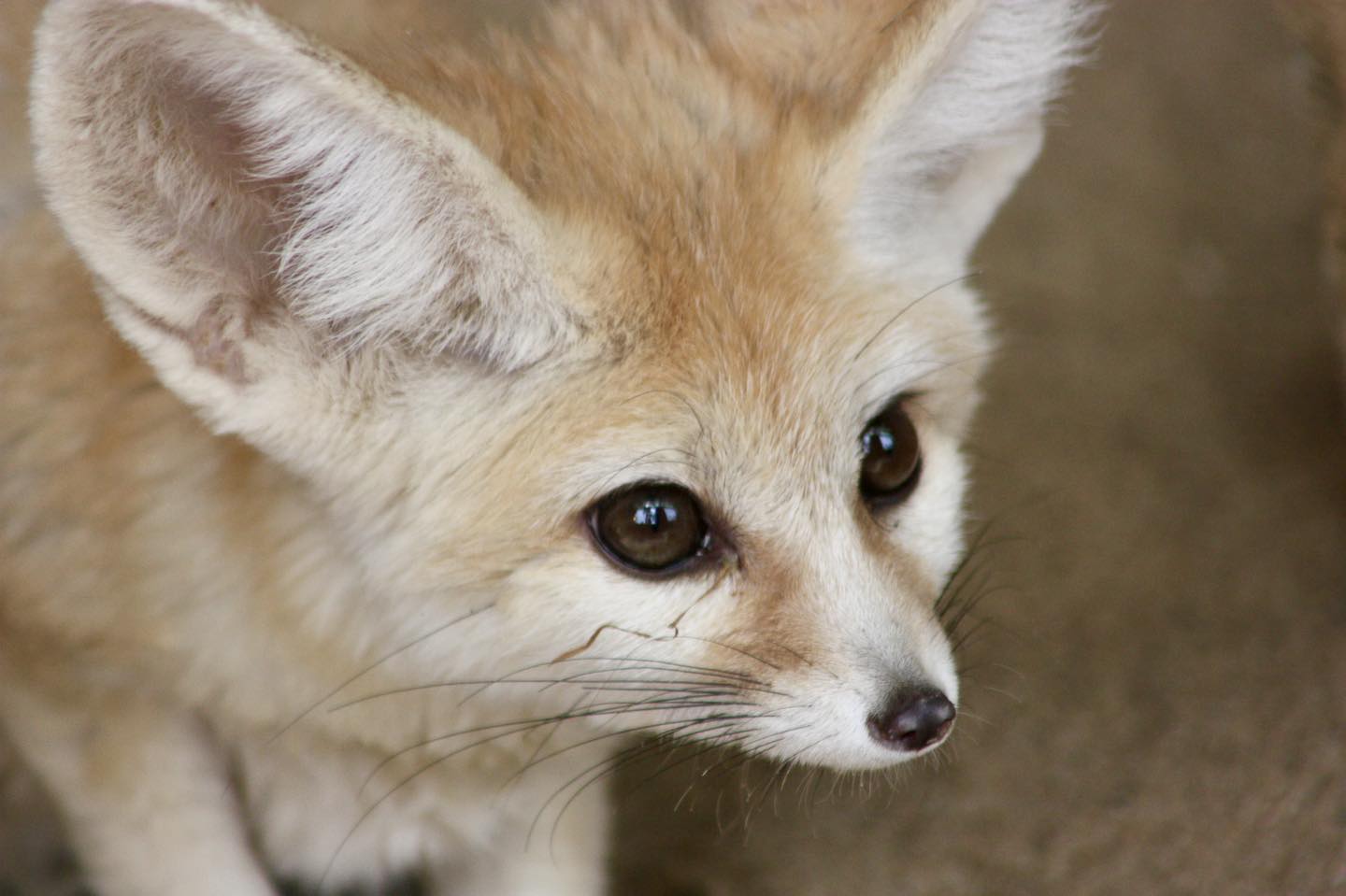 Pair of world’s smallest foxes move into zoo - What's The Jam
