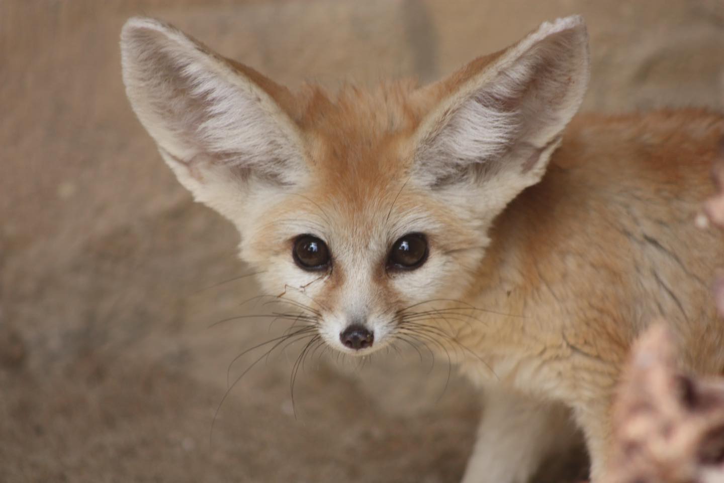 Pair of world’s smallest foxes move into zoo - What's The Jam