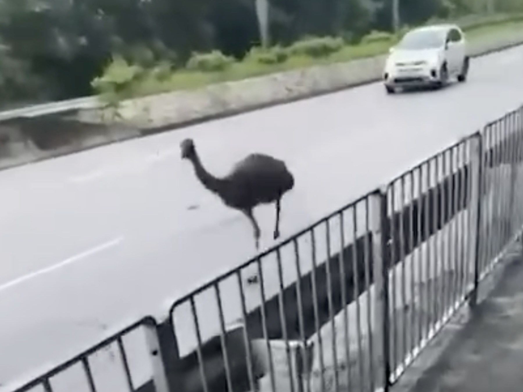 Runaway Emu spotted sprinting up motorway after escaping farm - What's ...