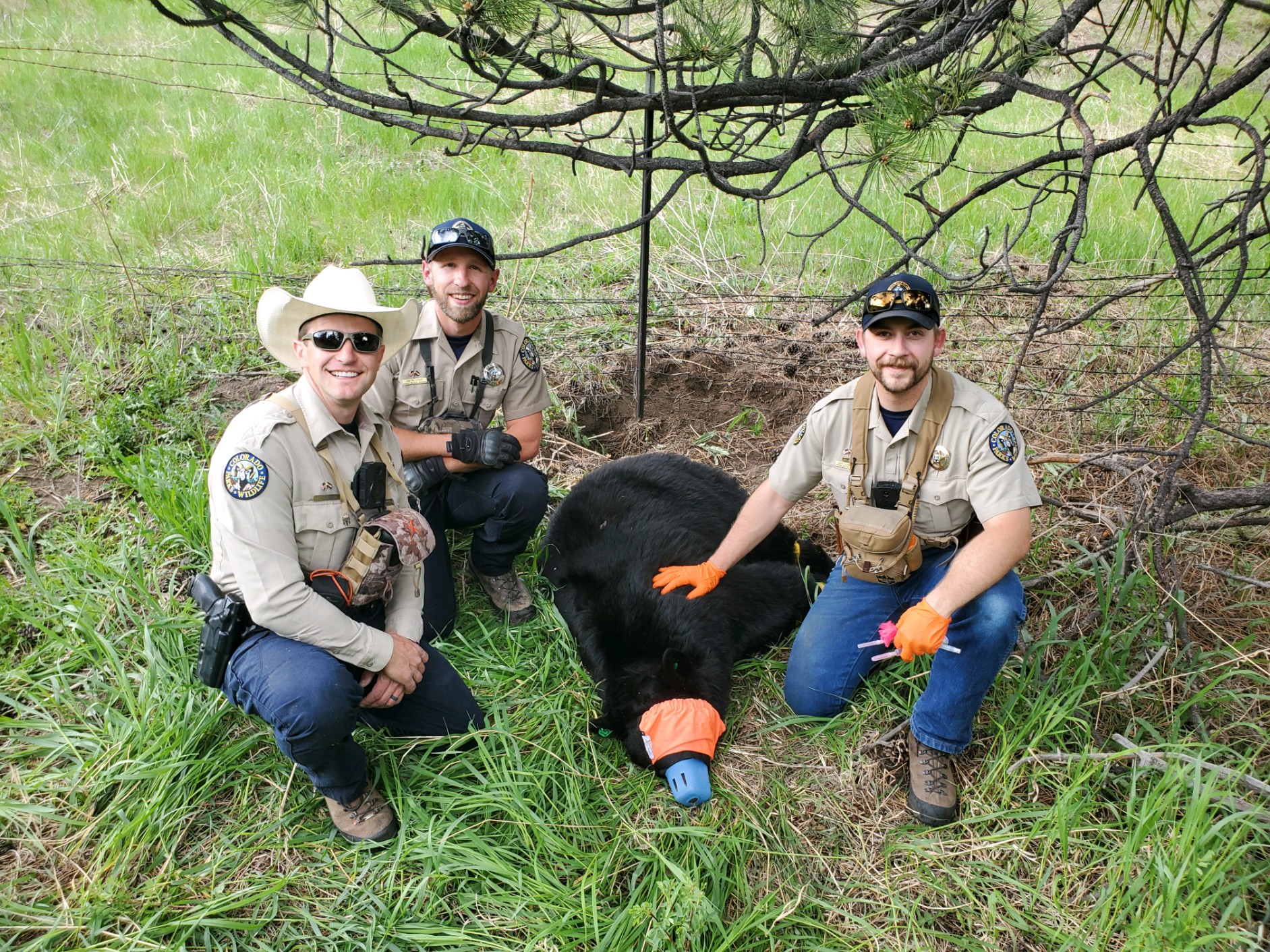 Moment rangers tranquilize bear to rescue her cub trapped in fence ...