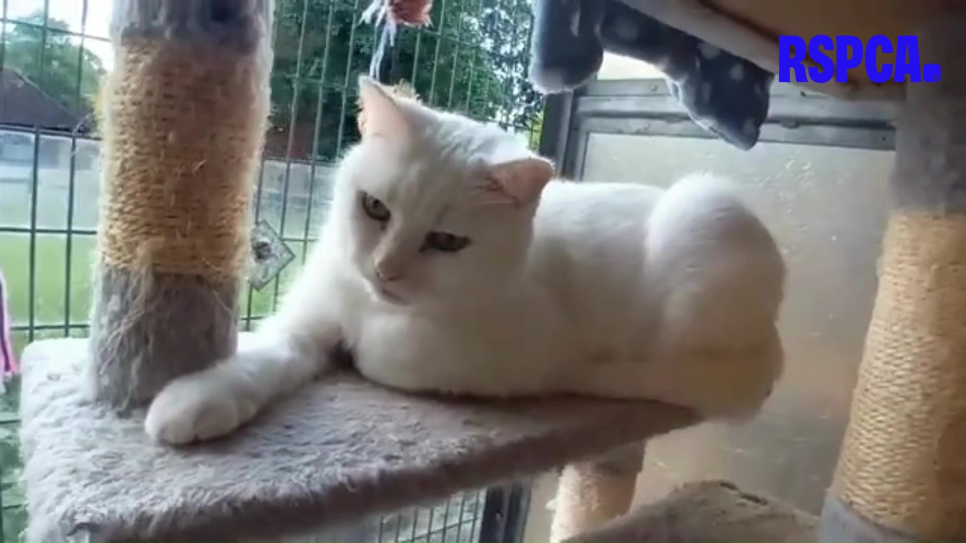 Three Lions fans wanted to look after partially-sighted moggy – named ...