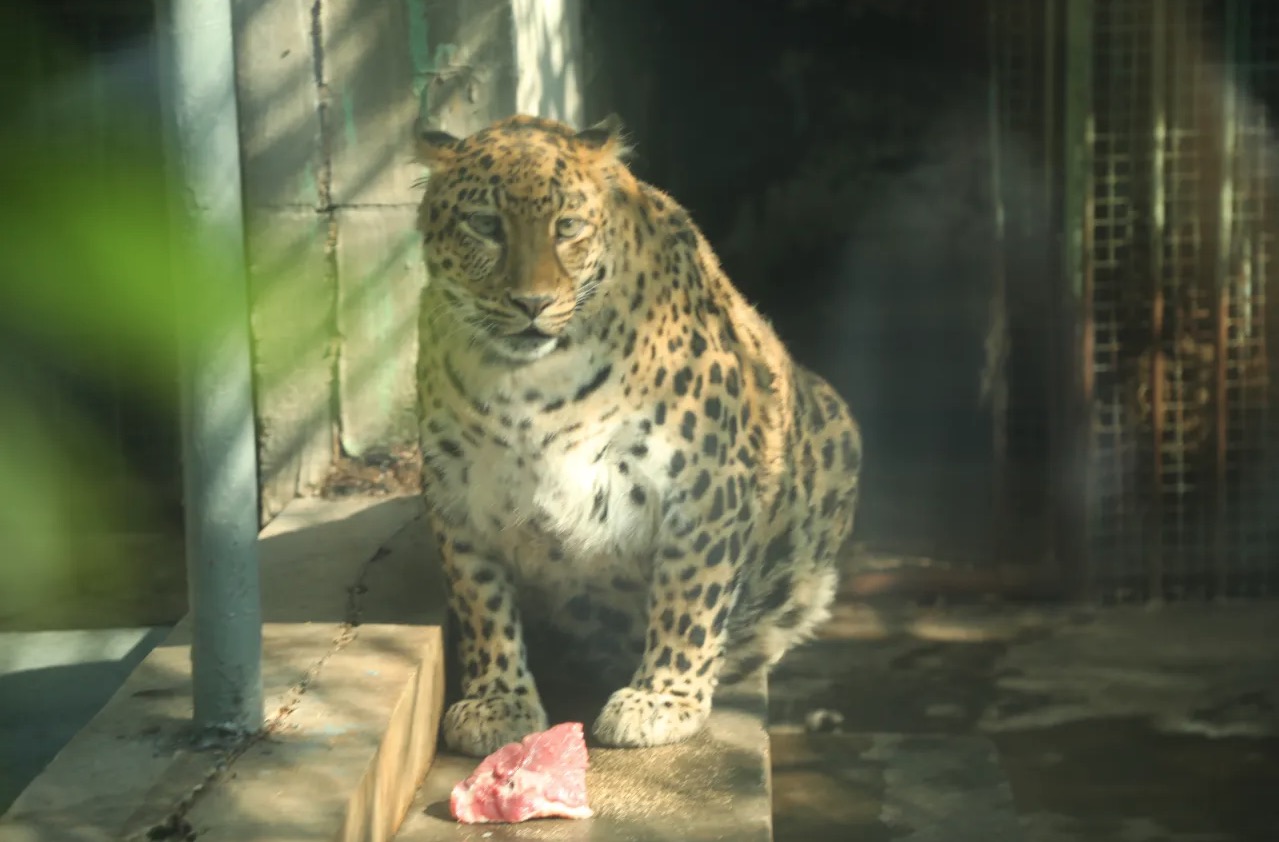 Zoo gives up on diet plan for chunky leopard - What's The Jam