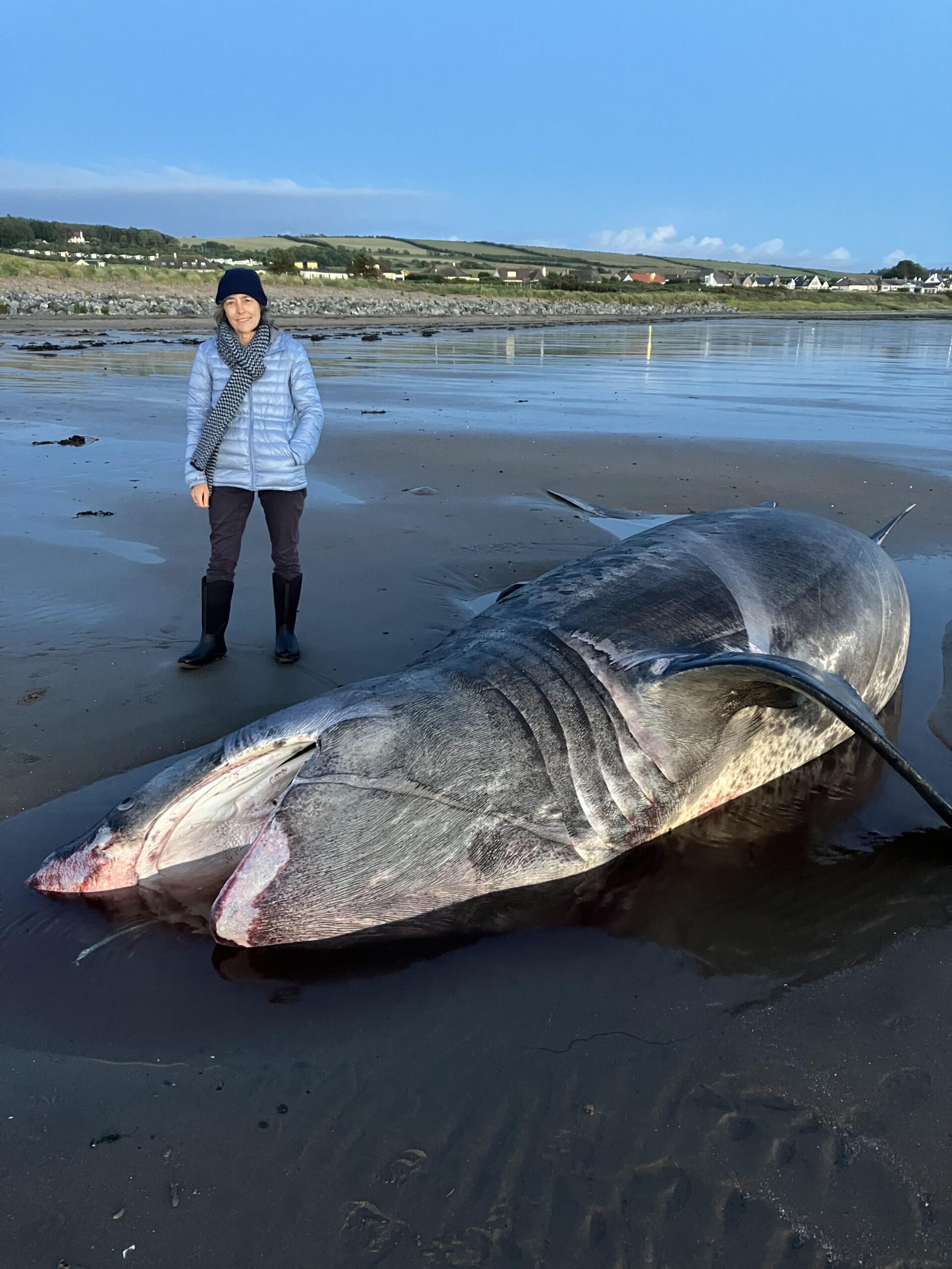 Horrific moment gigantic 24ft SHARK washes up on UK beach - What's The Jam