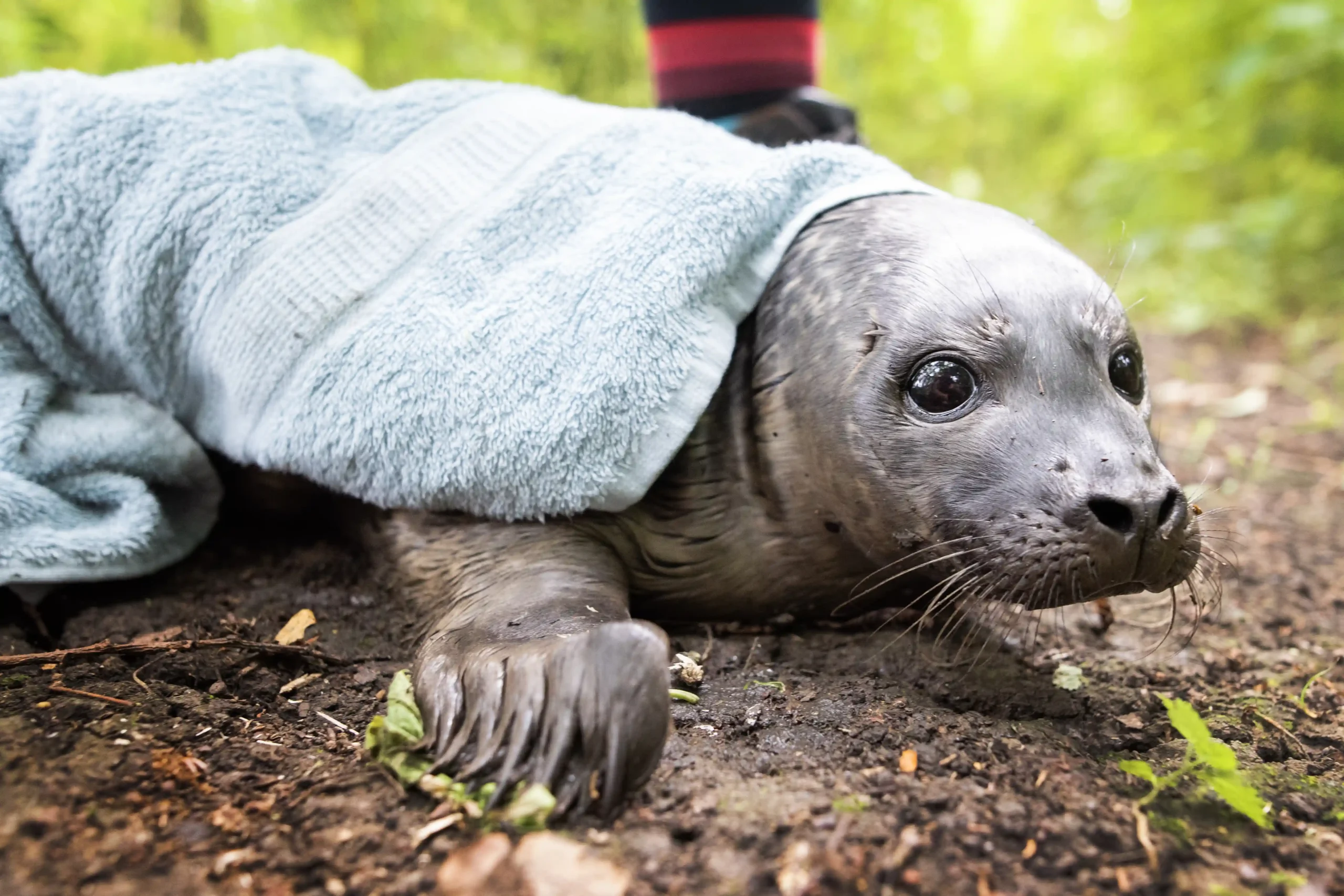 Lost seal found in park 13 MILES from the sea - What's The Jam