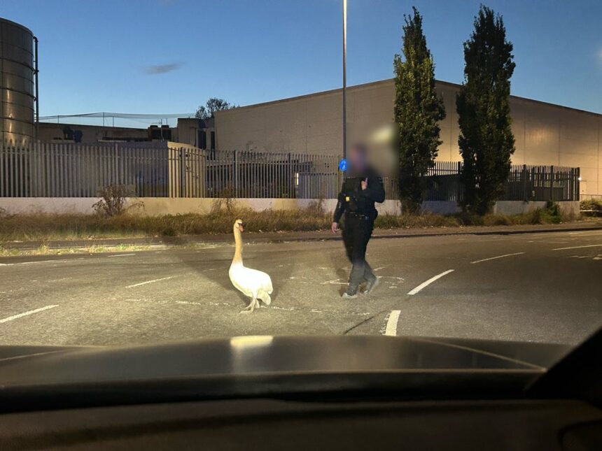 Cops rush to catch lost SWAN in scene straight from cult classic Hot ...