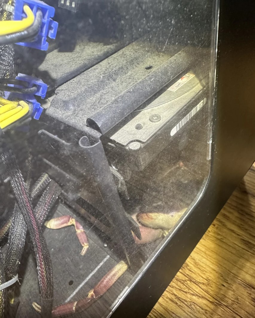 Man loses beloved pet crab… then finds it dead inside computer three ...