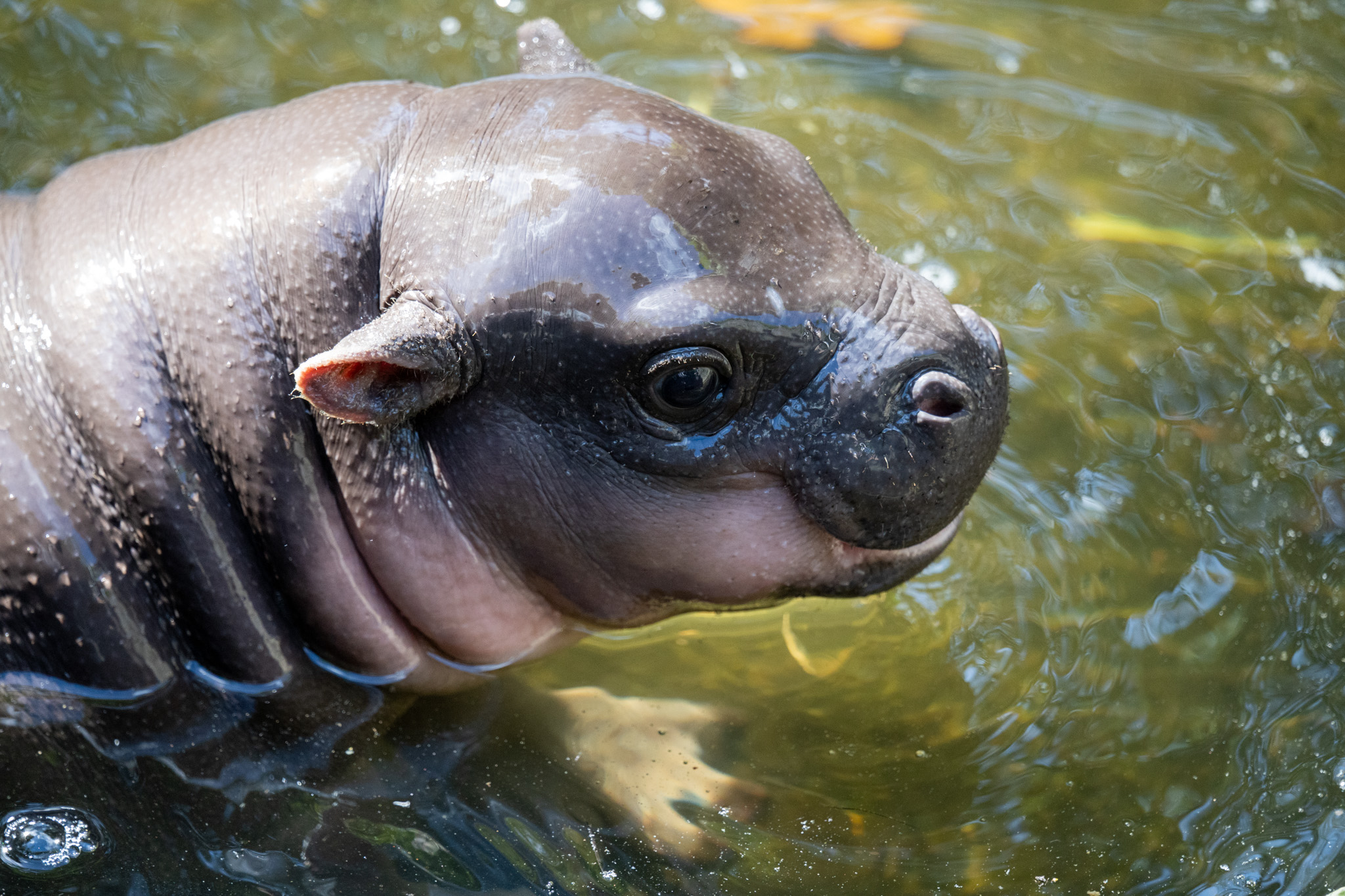 Adorable baby pygmy hippo Lololi stealing the spotlight - What's The Jam