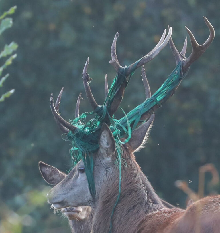 Majestic stag spotted tangled with fencing wire in ancient woodland ...