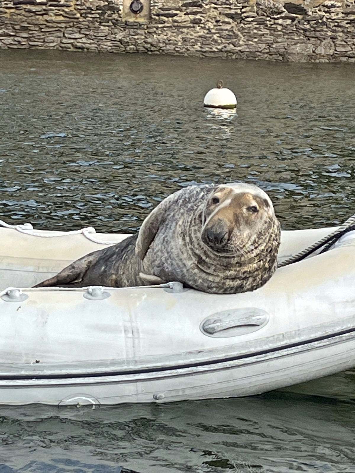 Massive seal spotted chilling out in boat at beauty spot - What's The Jam