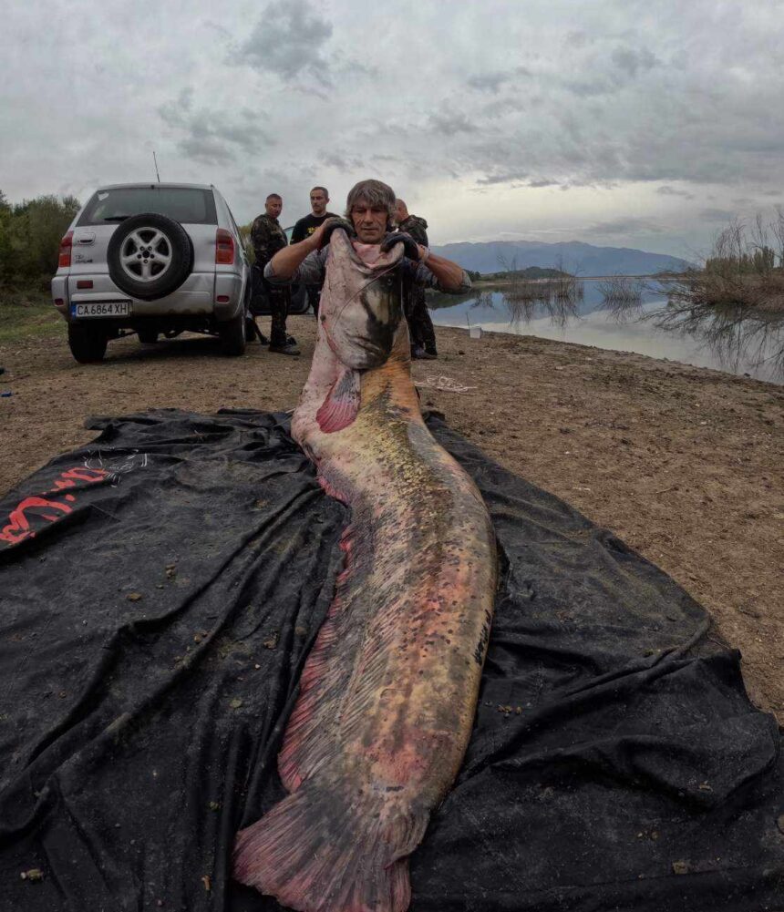 Monster 19-stone fish hauled from the dam after showing up on sonar ...