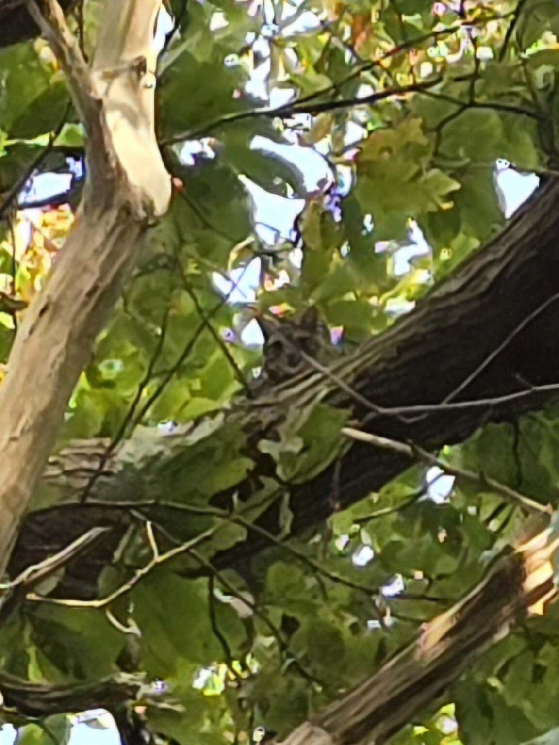 Scaredy cat saved by kind-hearted tree surgeon after spending THREE ...