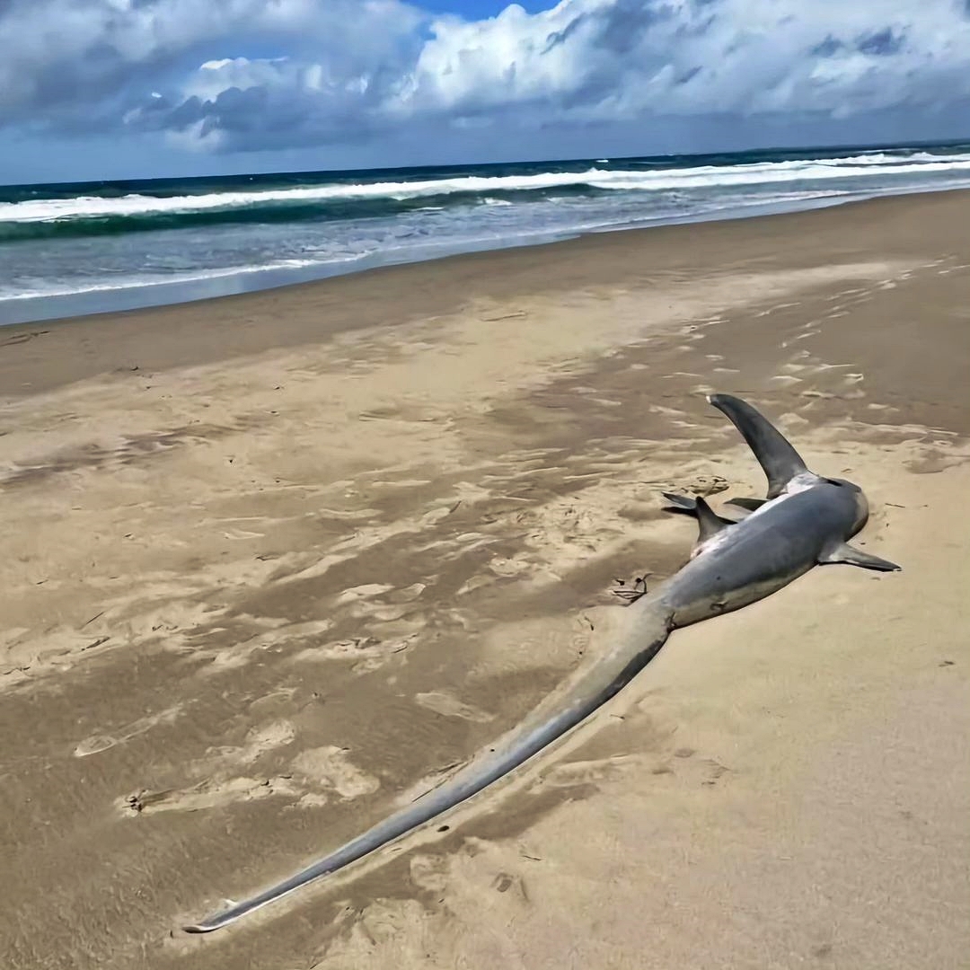 Spectacular rare shark with a tail longer than a body found on the ...