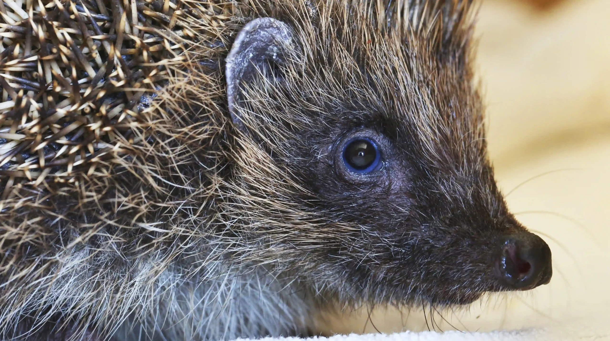 Huge rise in sick hedgehogs puts strain on RSPCA - What's The Jam