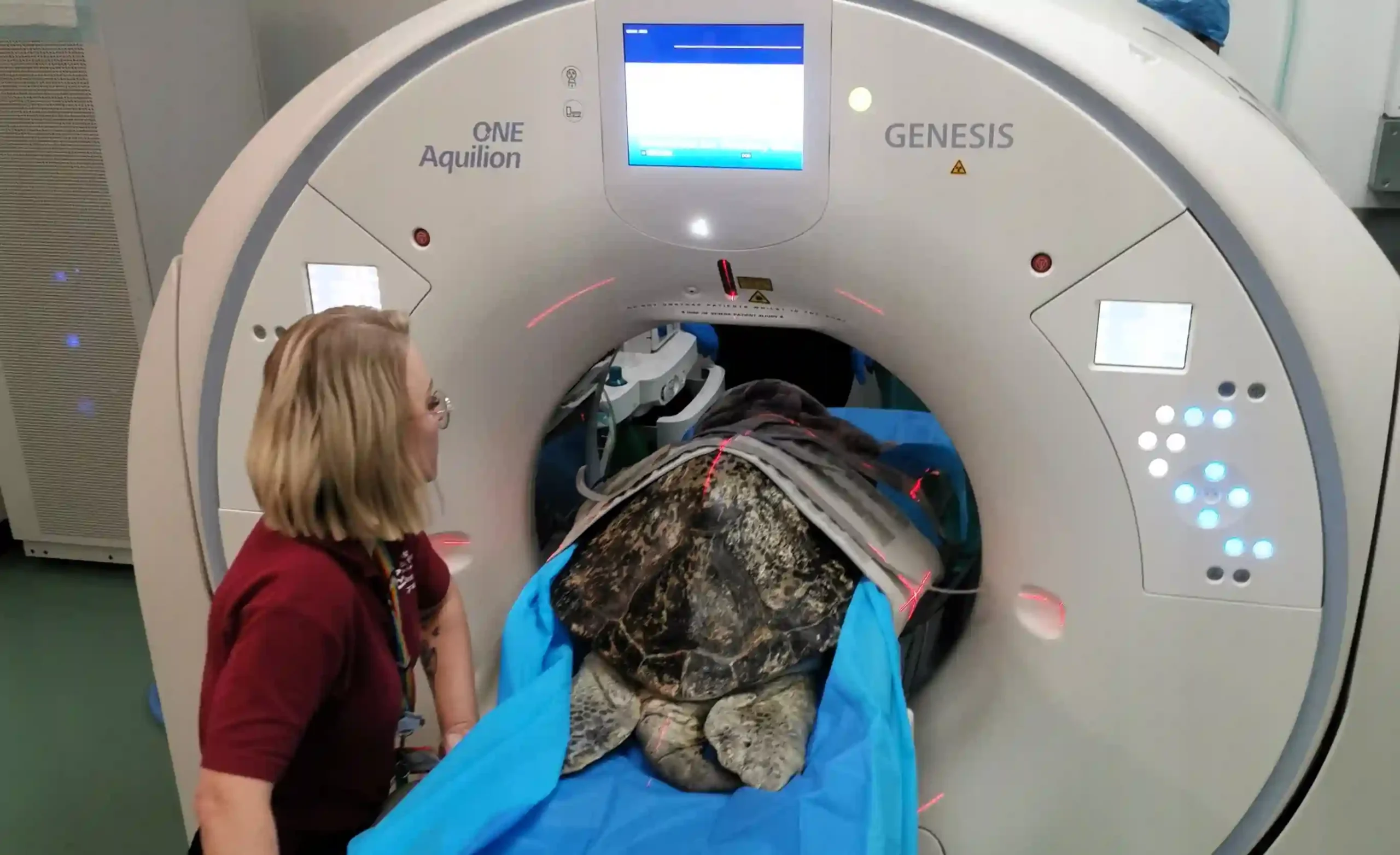 Injured rare turtles left unable to dive after being hit by boats get ...