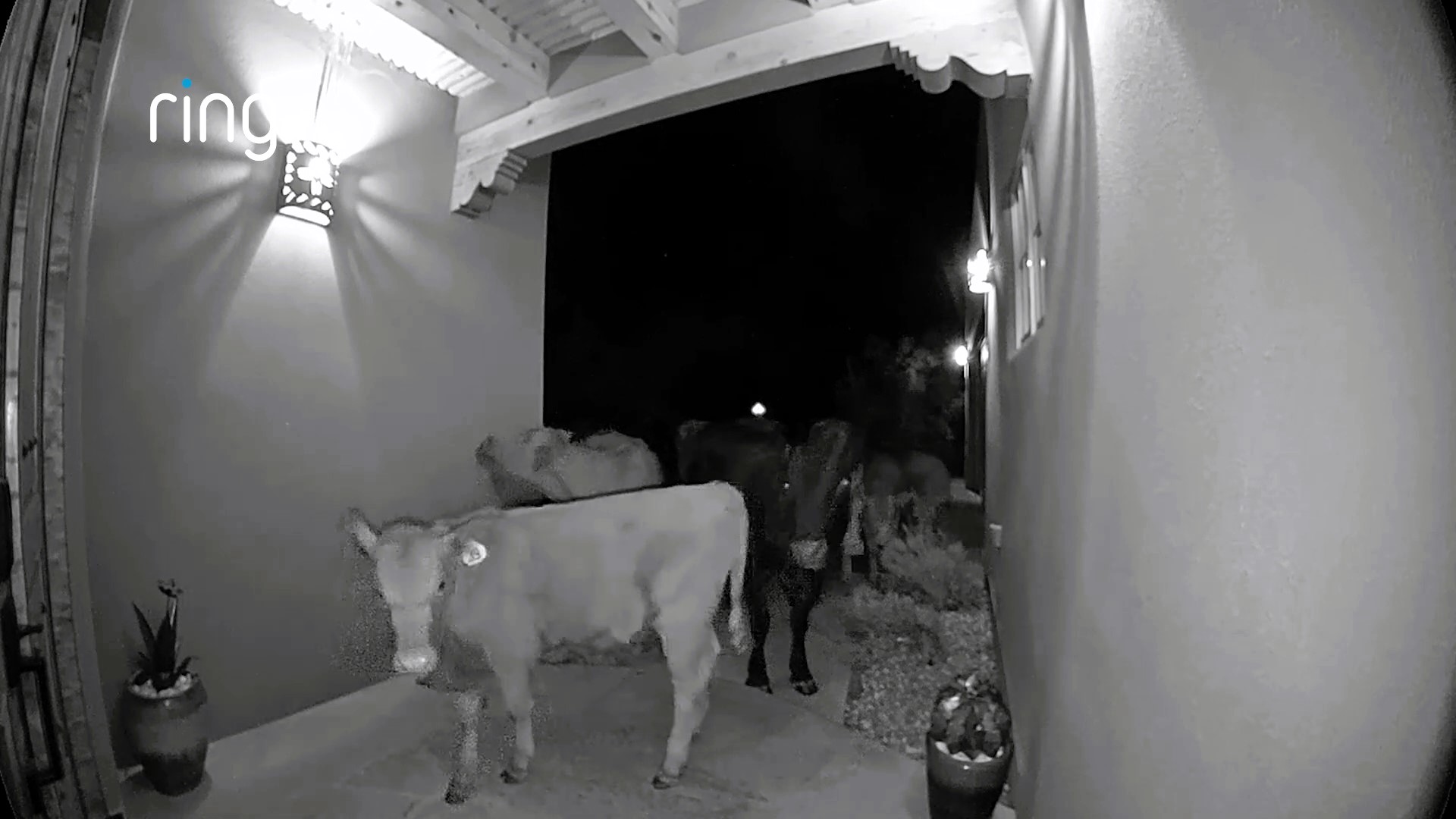 Shocked homeowner finds herd of escaped cows gathered in porch on Ring ...