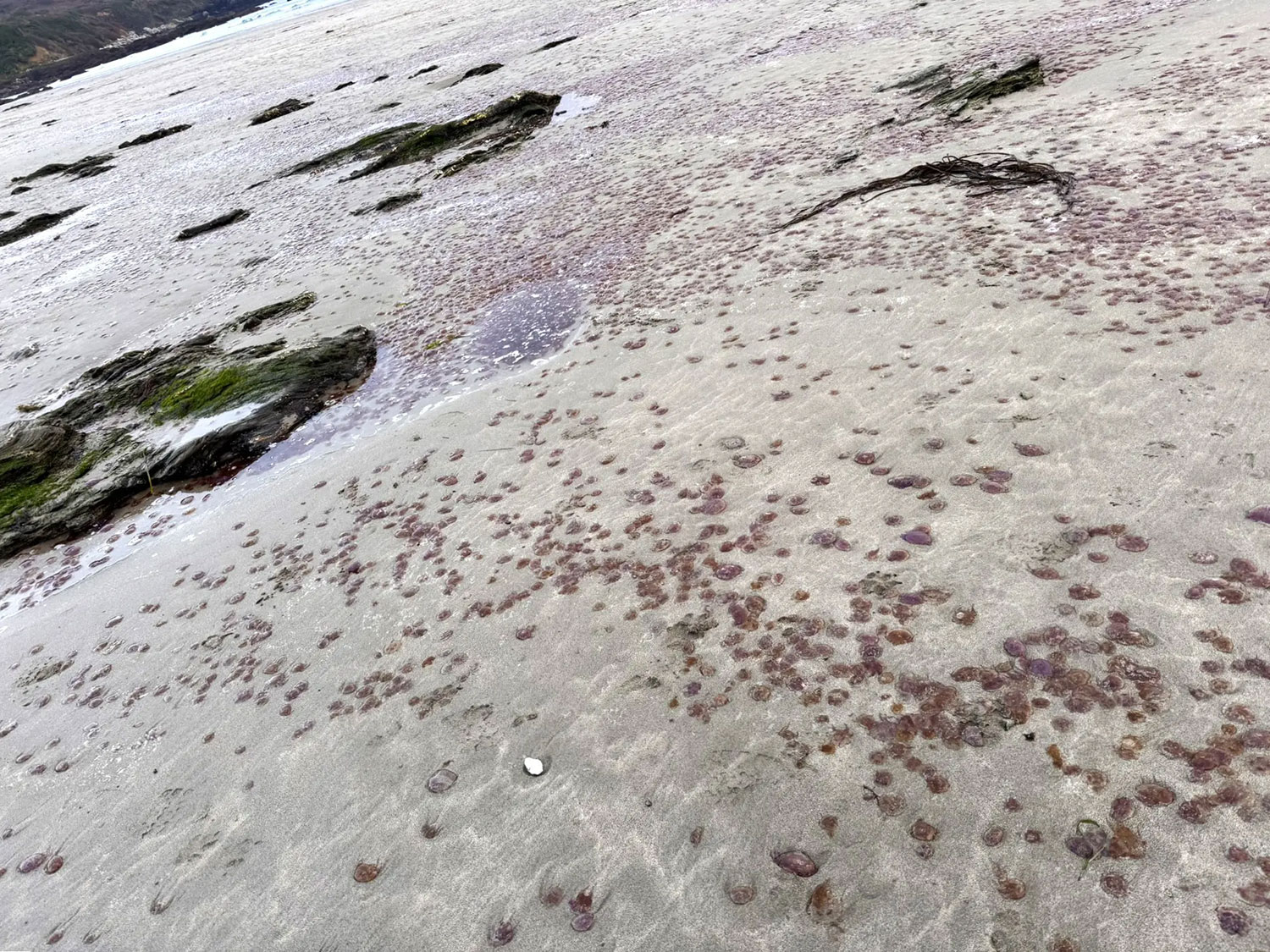 Thousands of dangerous jellyfish that pack ‘powerful punch’ sting found ...
