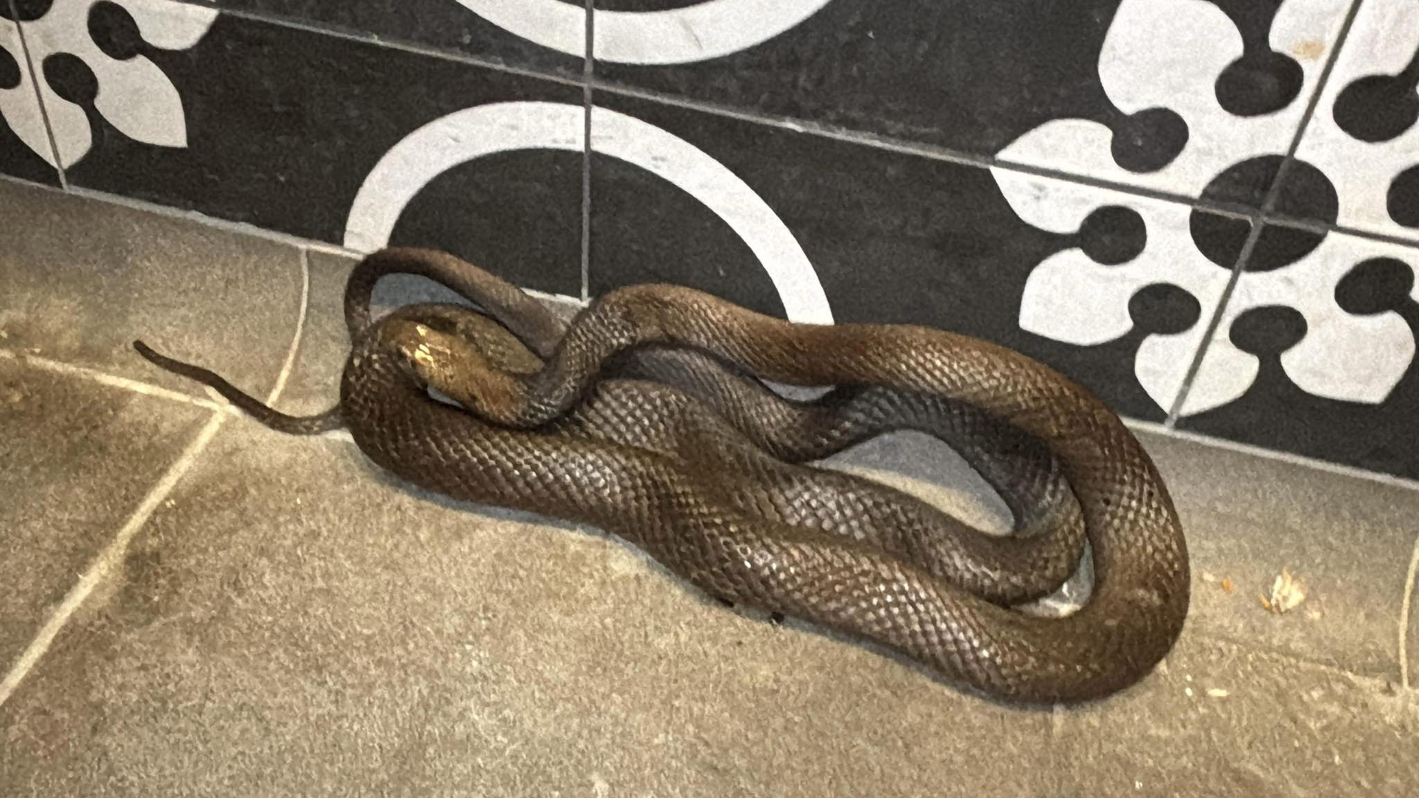 Christmas shoppers horrified as venomous SNAKE found hiding in store ...