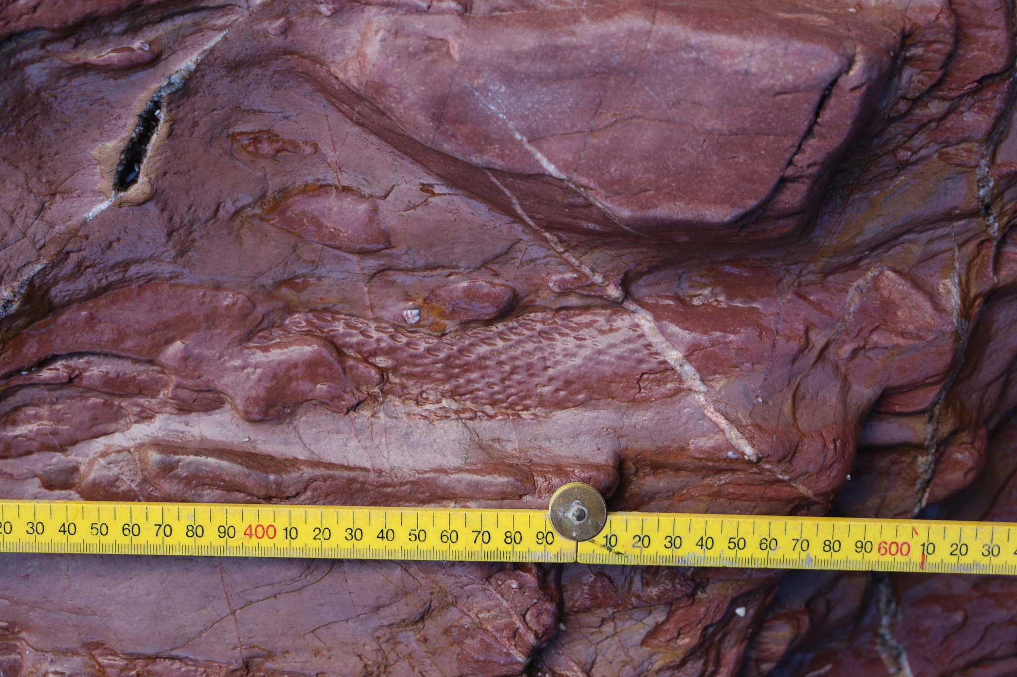 One of world’s oldest tree fossils – 377 MILLION years old – found on ...