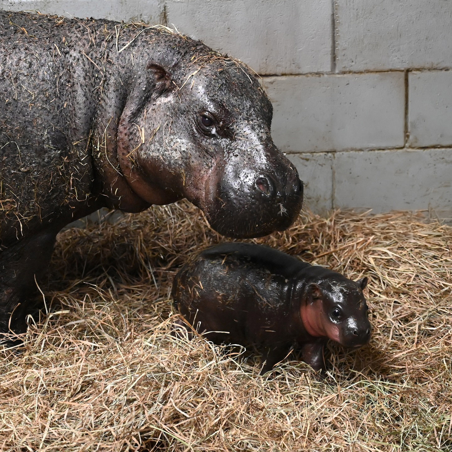 Rival for Moo Deng as thousands vote to name new pygmy hippo before New ...