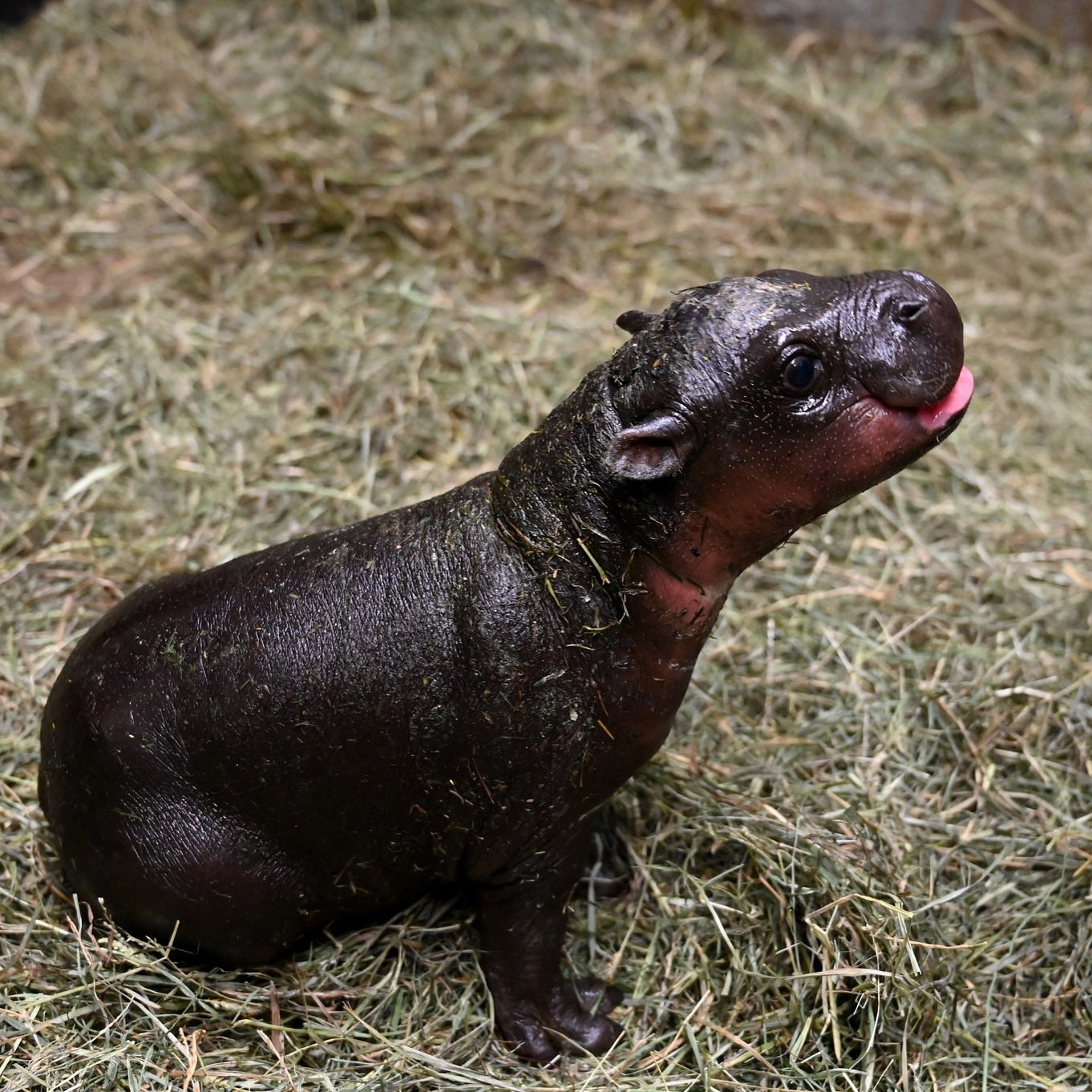 Rival for Moo Deng as thousands vote to name new pygmy hippo before New ...