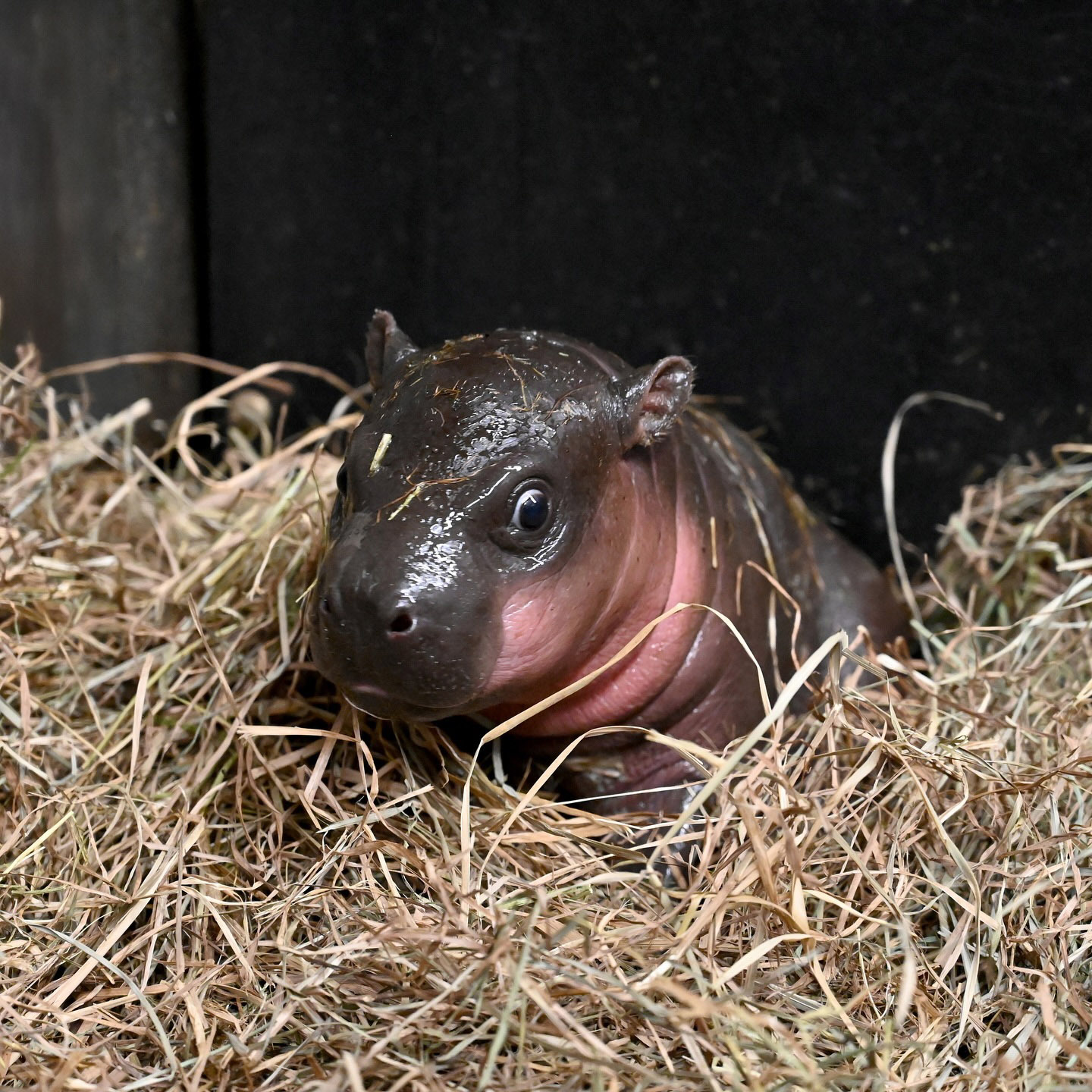 Rival for Moo Deng as thousands vote to name new pygmy hippo before New ...