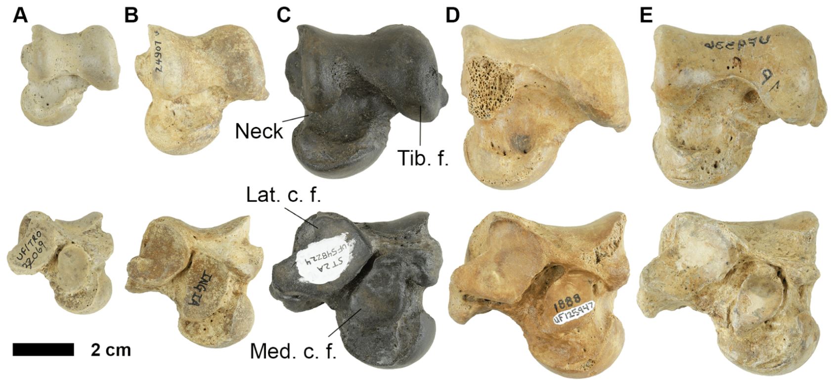 Divers discover 500,000-year-old animal fossils in sinkhole including ...