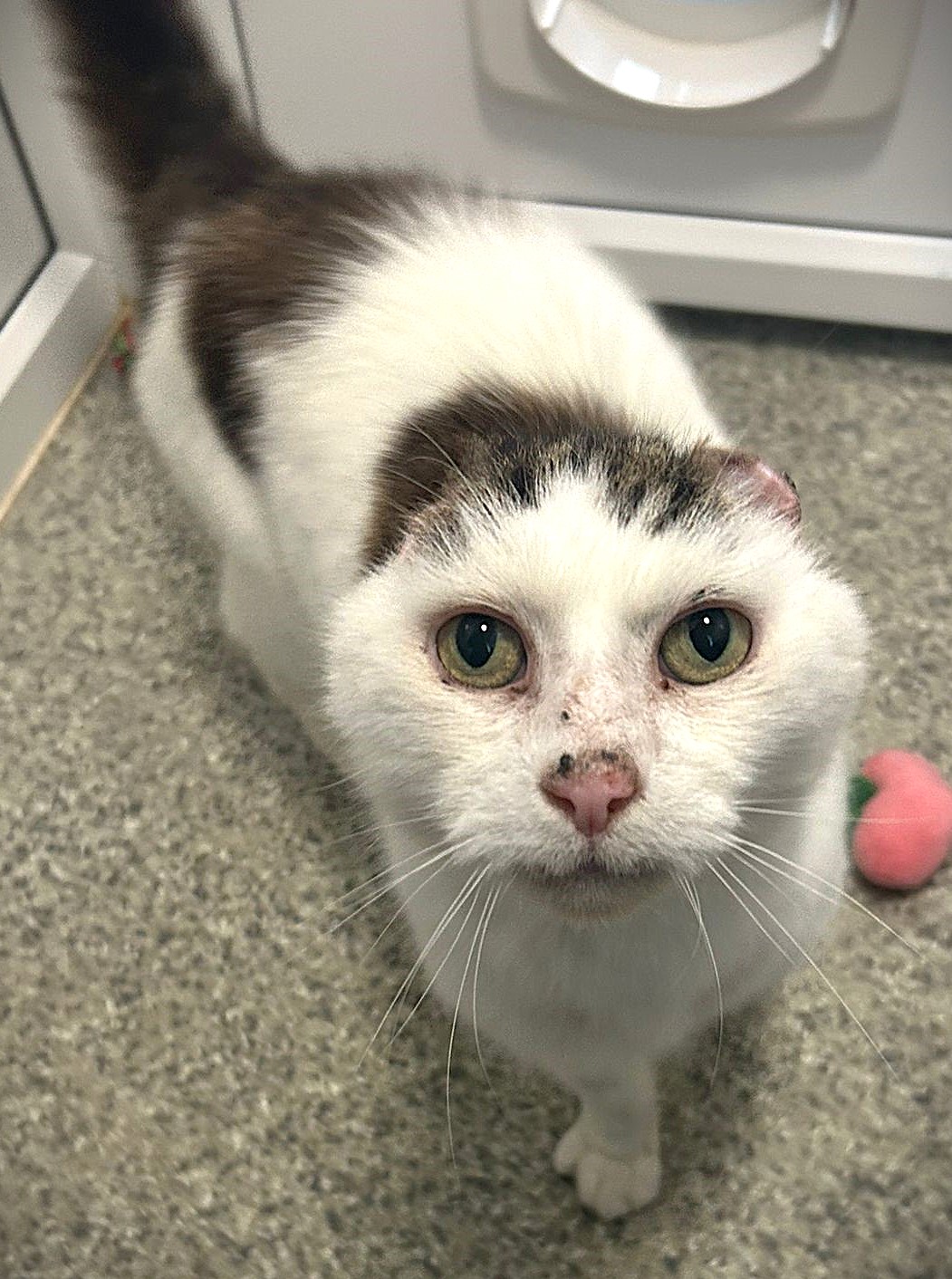 Elderly cat who has had ‘hard life’ and lost ears as they turned ...