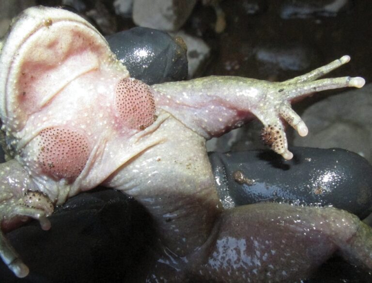 Frog thought to be extinct for 130 YEARS is rediscovered - What's The Jam