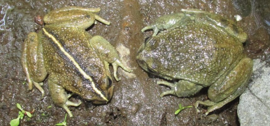 Frog thought to be extinct for 130 YEARS is rediscovered - What's The Jam