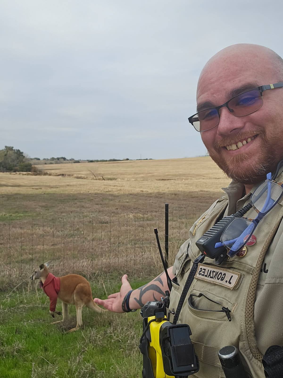 Jacket-wearing kangaroo discovered hopping along roadside by baffled ...