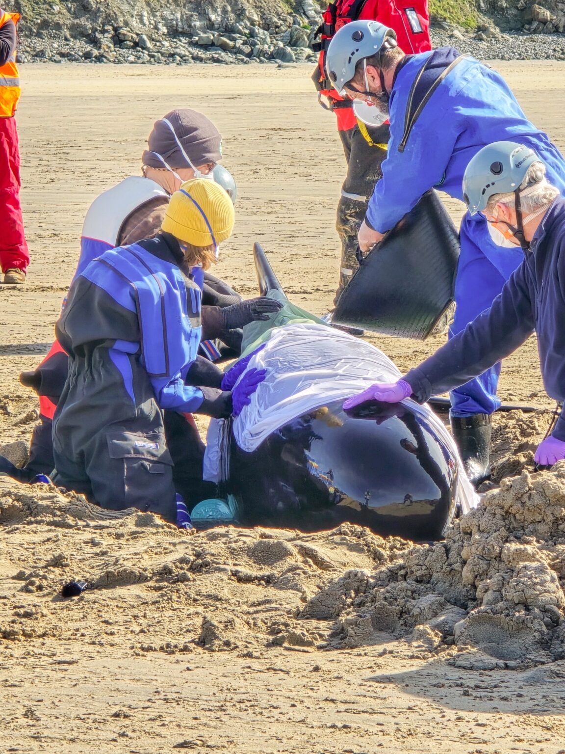 Marooned whale saved during ten hour rescue bid after getting stuck on ...