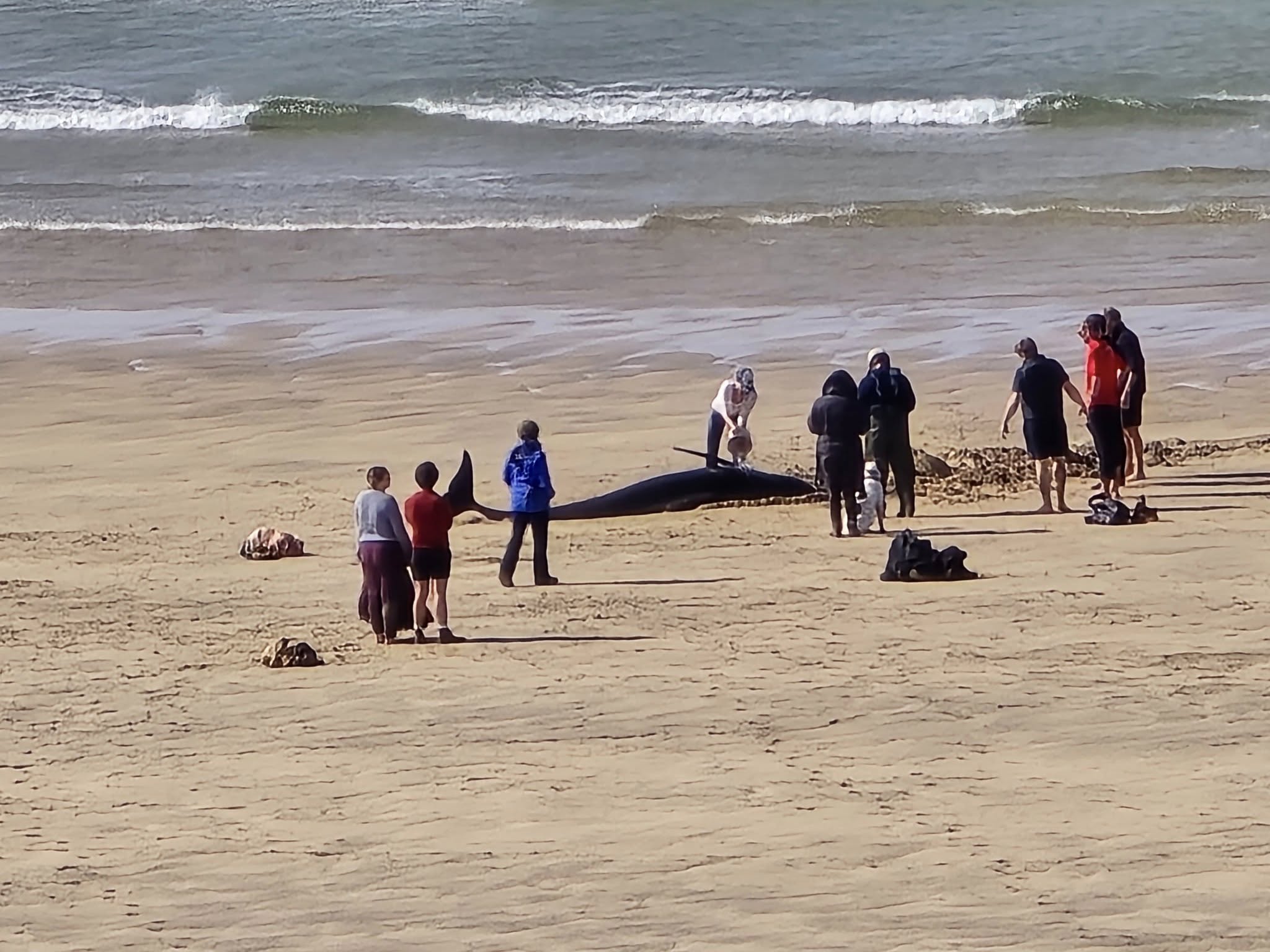 Marooned whale saved during ten hour rescue bid after getting stuck on ...