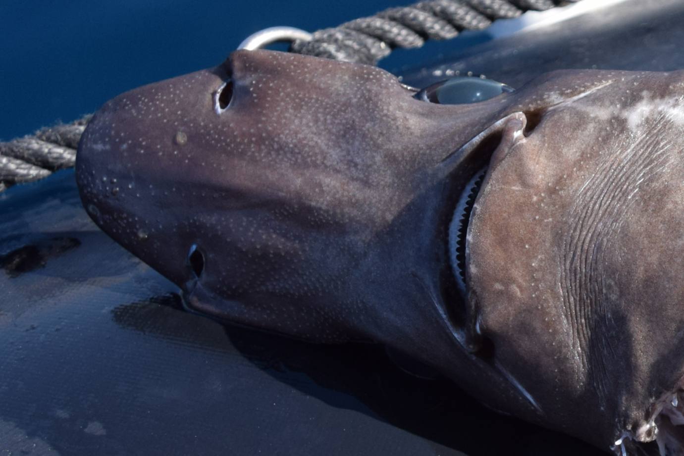 Rare deep-sea shark washes up at popular holiday resort - What's The Jam