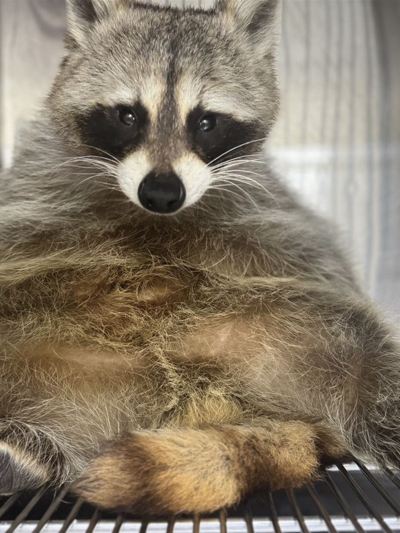 Shocked man finds raccoon in his shoe drawer - What's The Jam