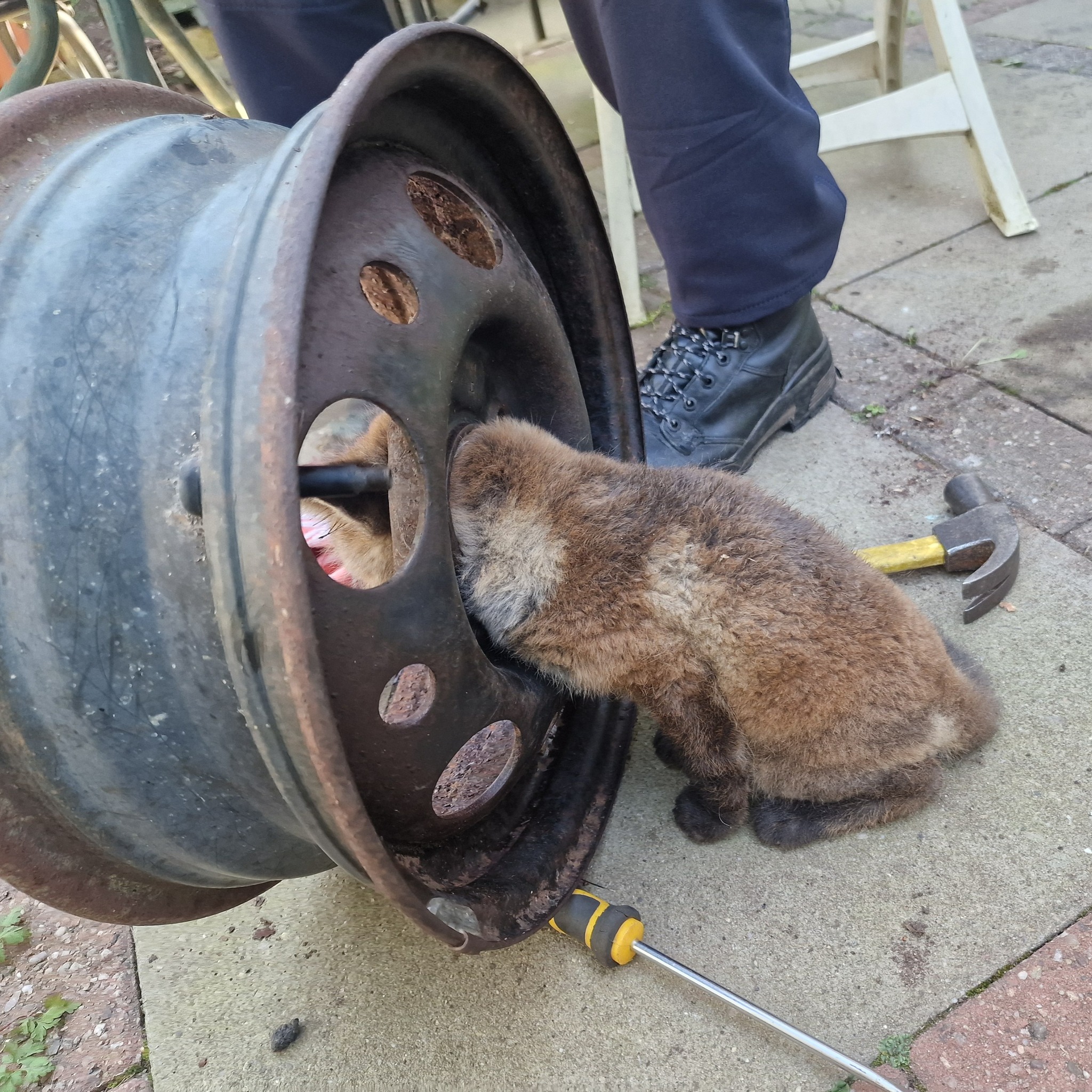 Curious fox cub gets little head stuck in hubcap - What's The Jam