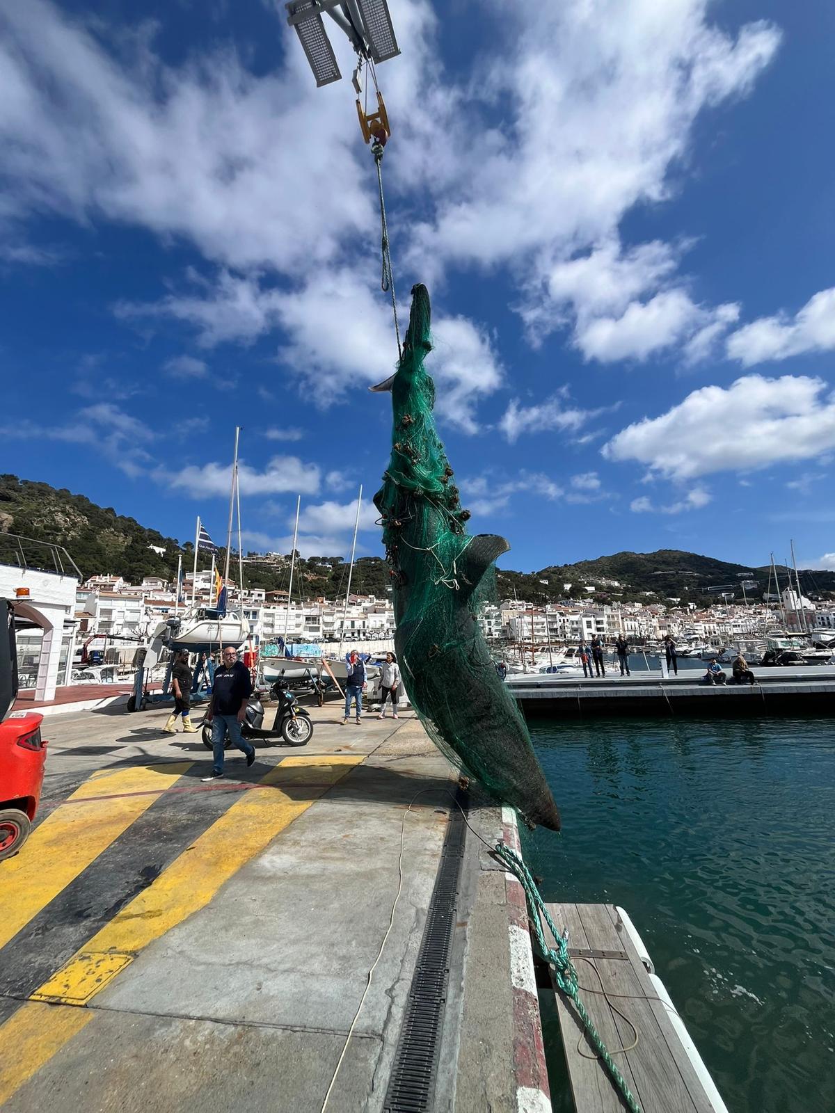 Enormous 23ft shark dies after getting caught in fishing net - What's ...
